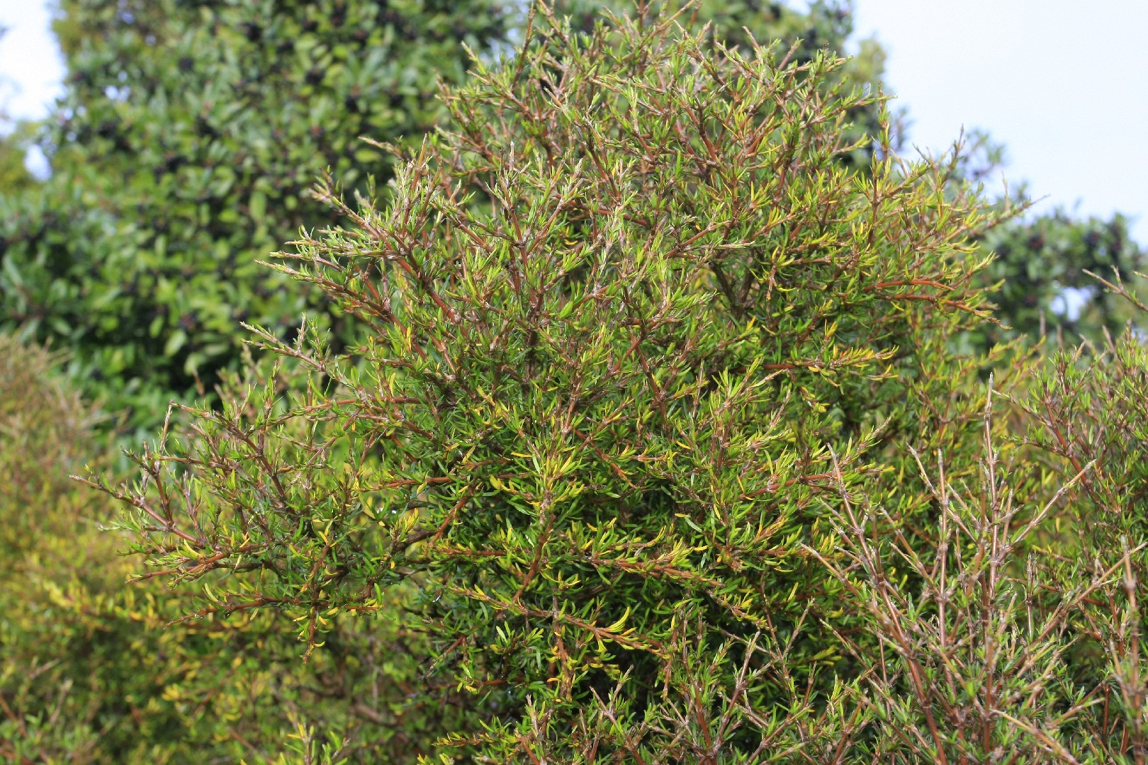 Coprosma propinqua - PictureThis