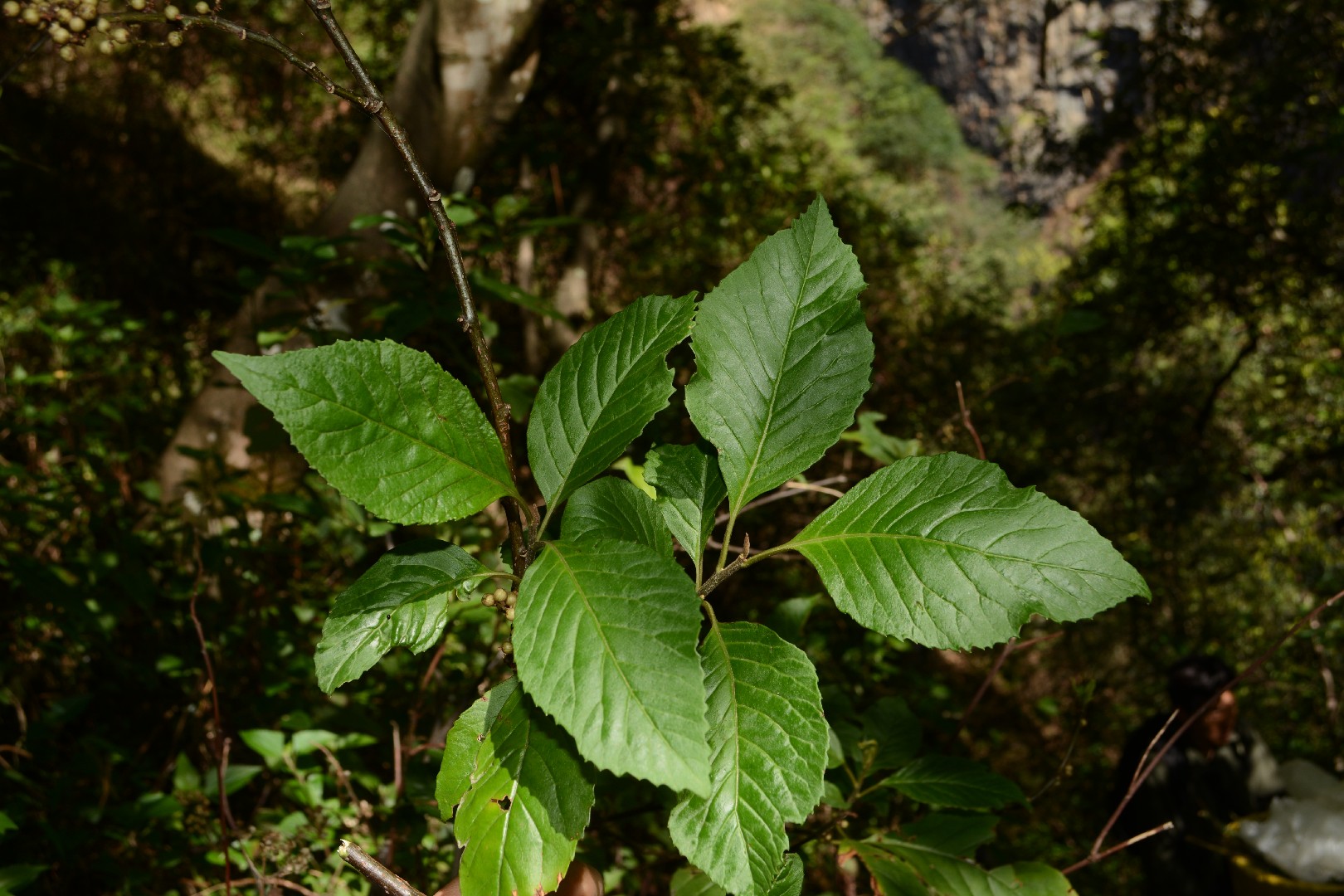 Maesa Care (Watering, Fertilize, Pruning, Propagation) - PictureThis