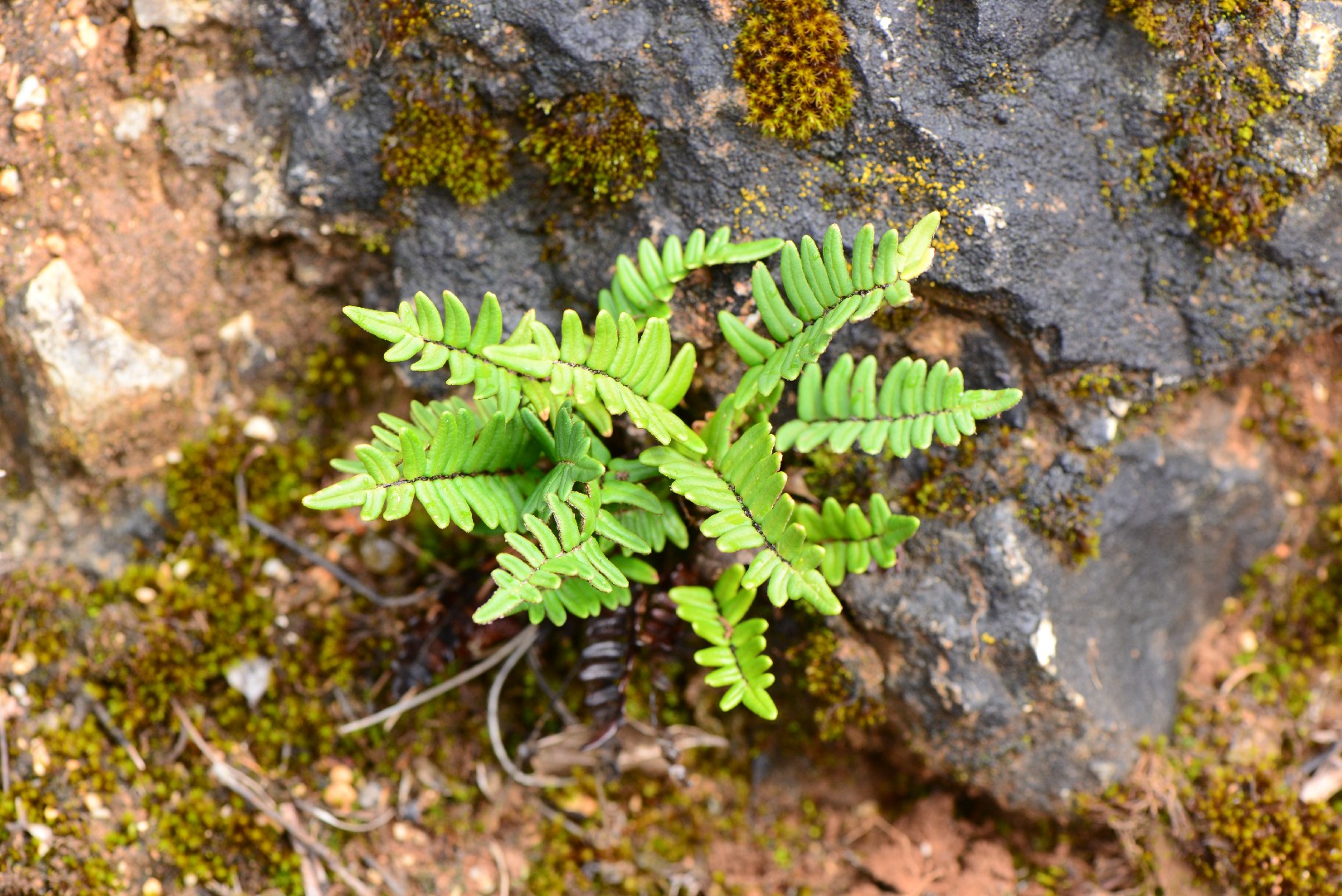 Paragymnopteris delavayi - PictureThis