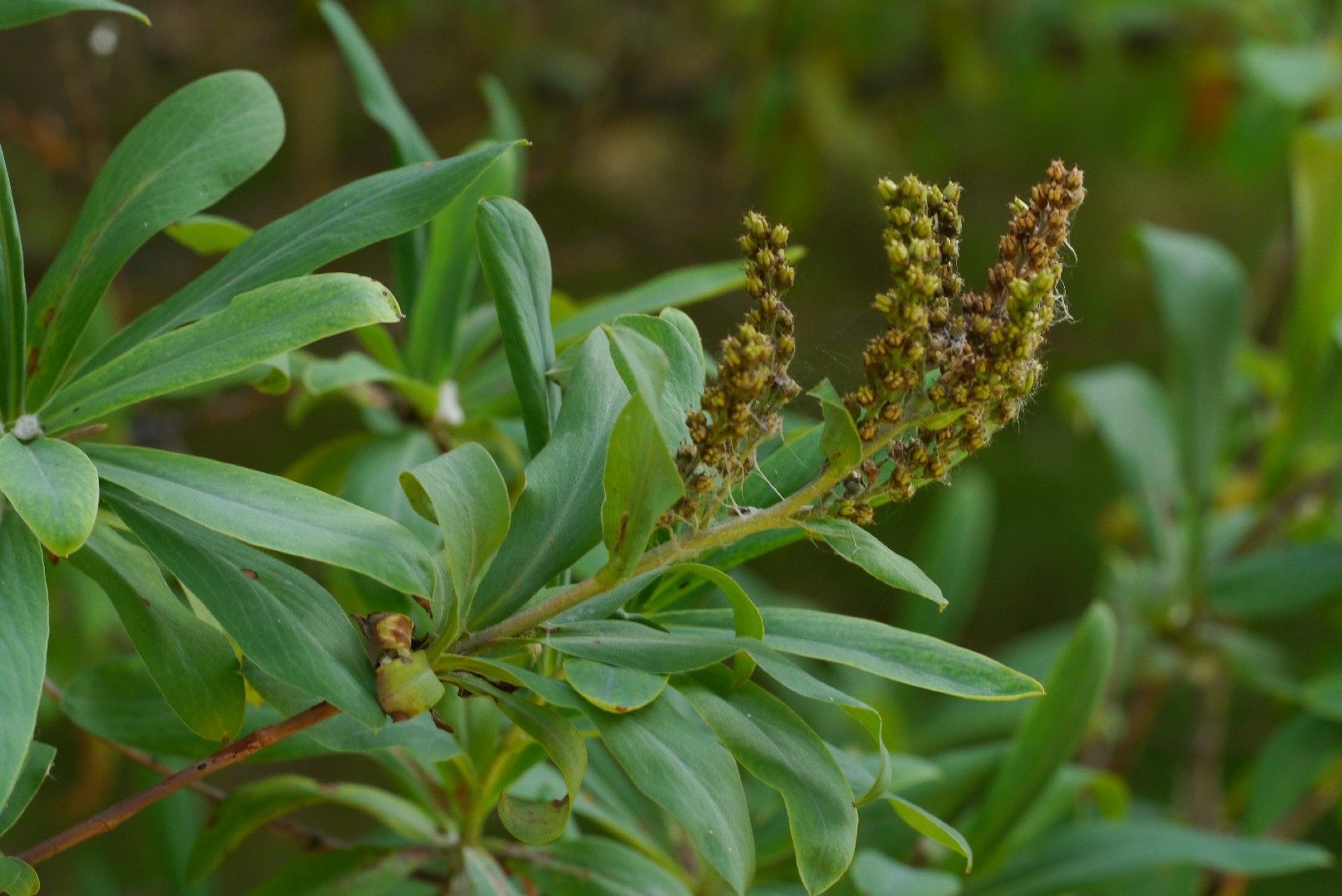 Sibiraea angustata - PictureThis