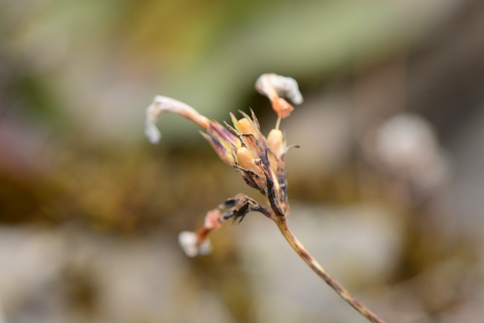 Primula blinii - PictureThis
