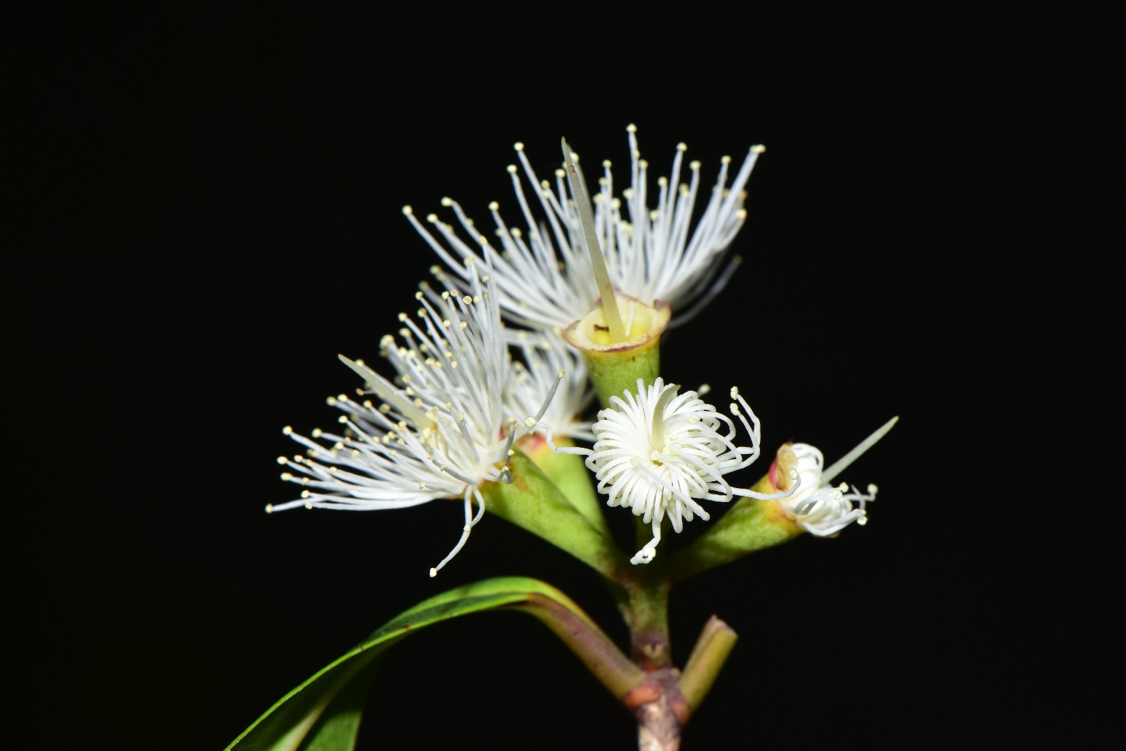 Syzygium claviflorum - PictureThis