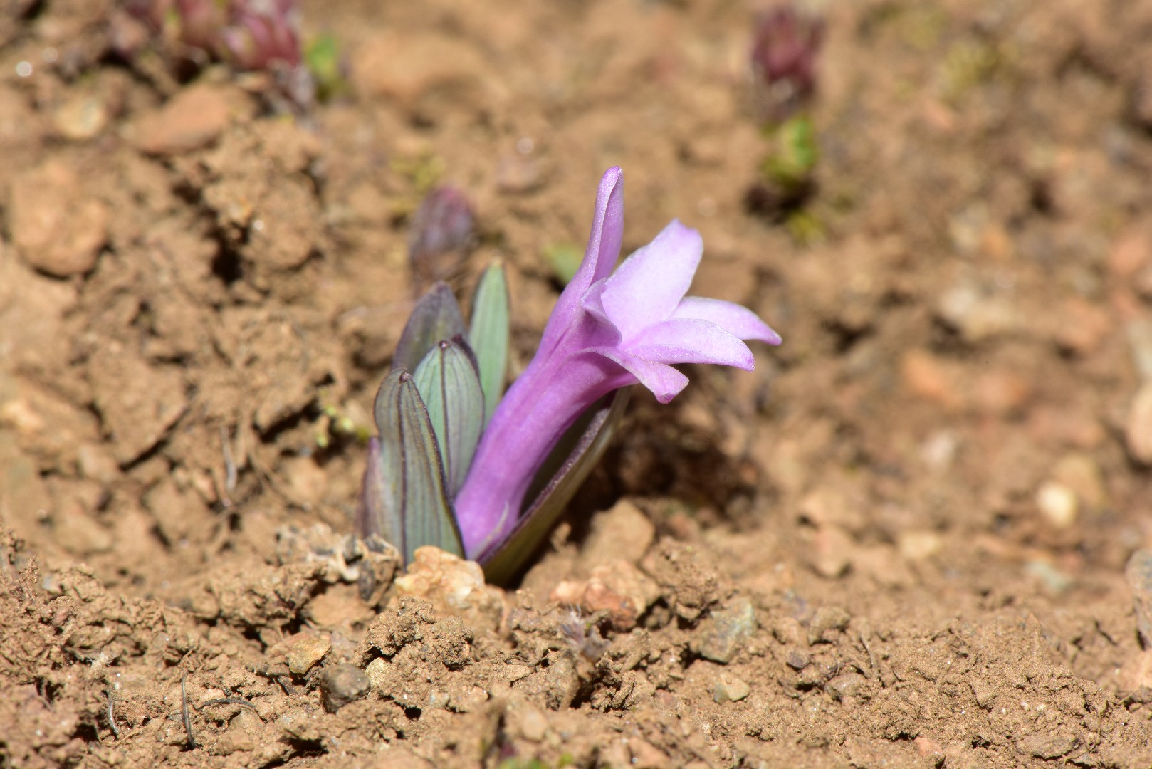 Polygonatum hookeri - PictureThis