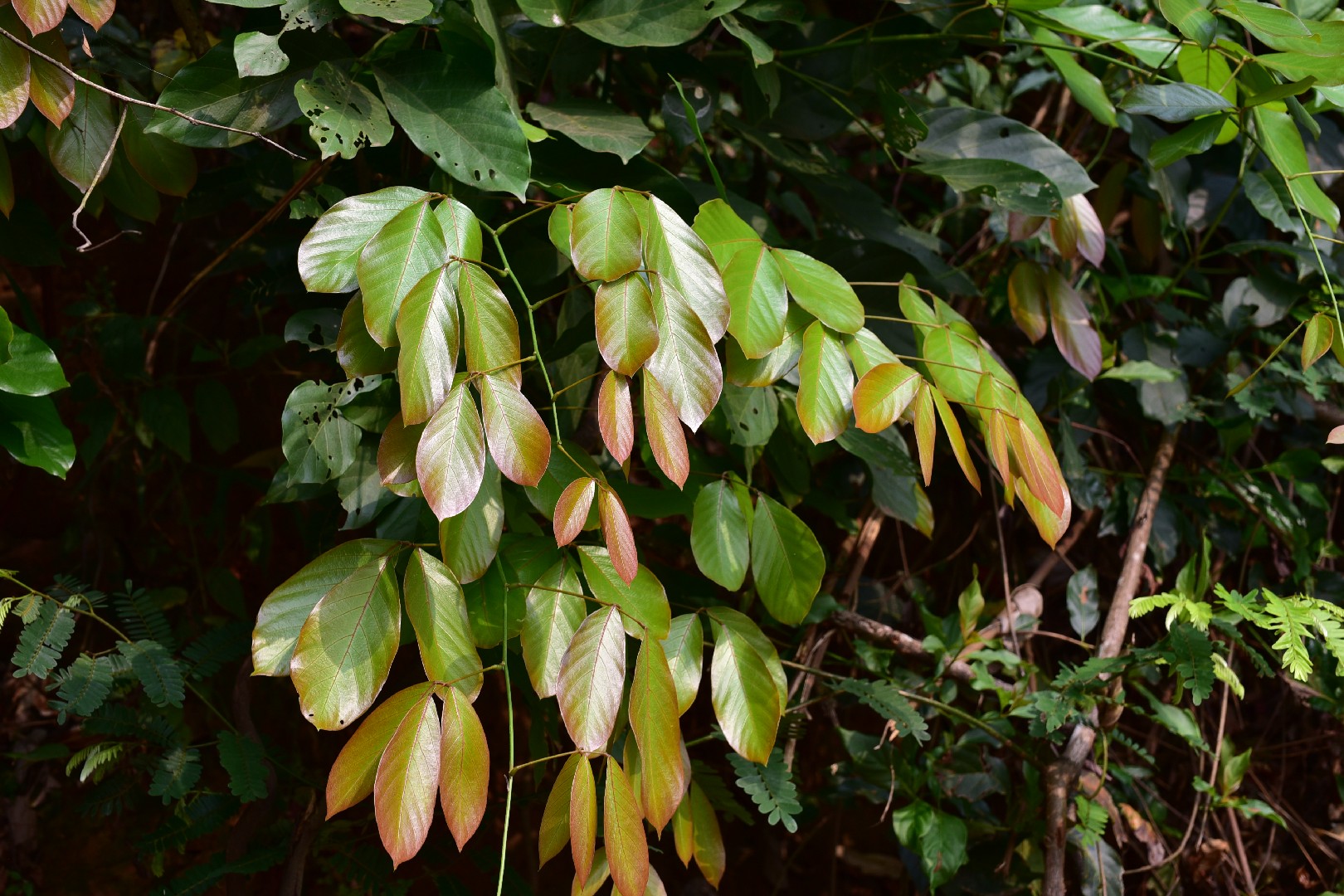 Spatholobus stem (Spatholobus suberectus) Flower, Leaf, Care, Uses ...