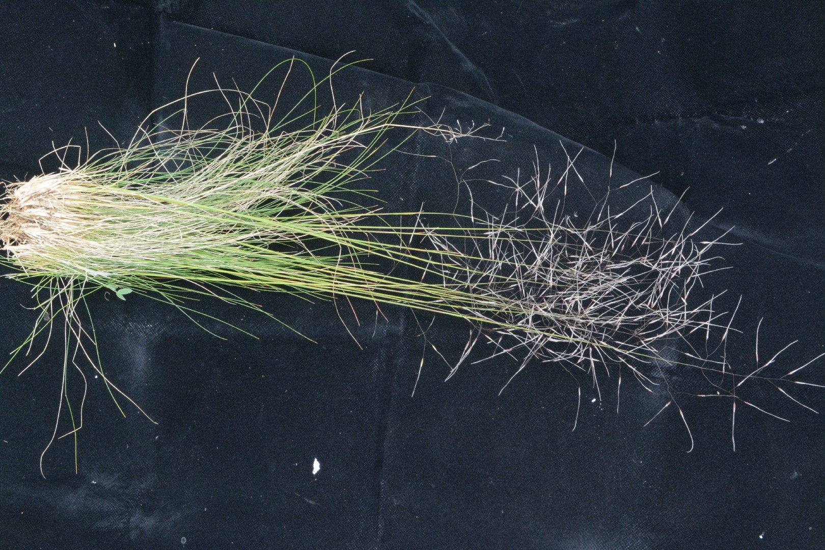 Ptilagrostis mongholica - PictureThis