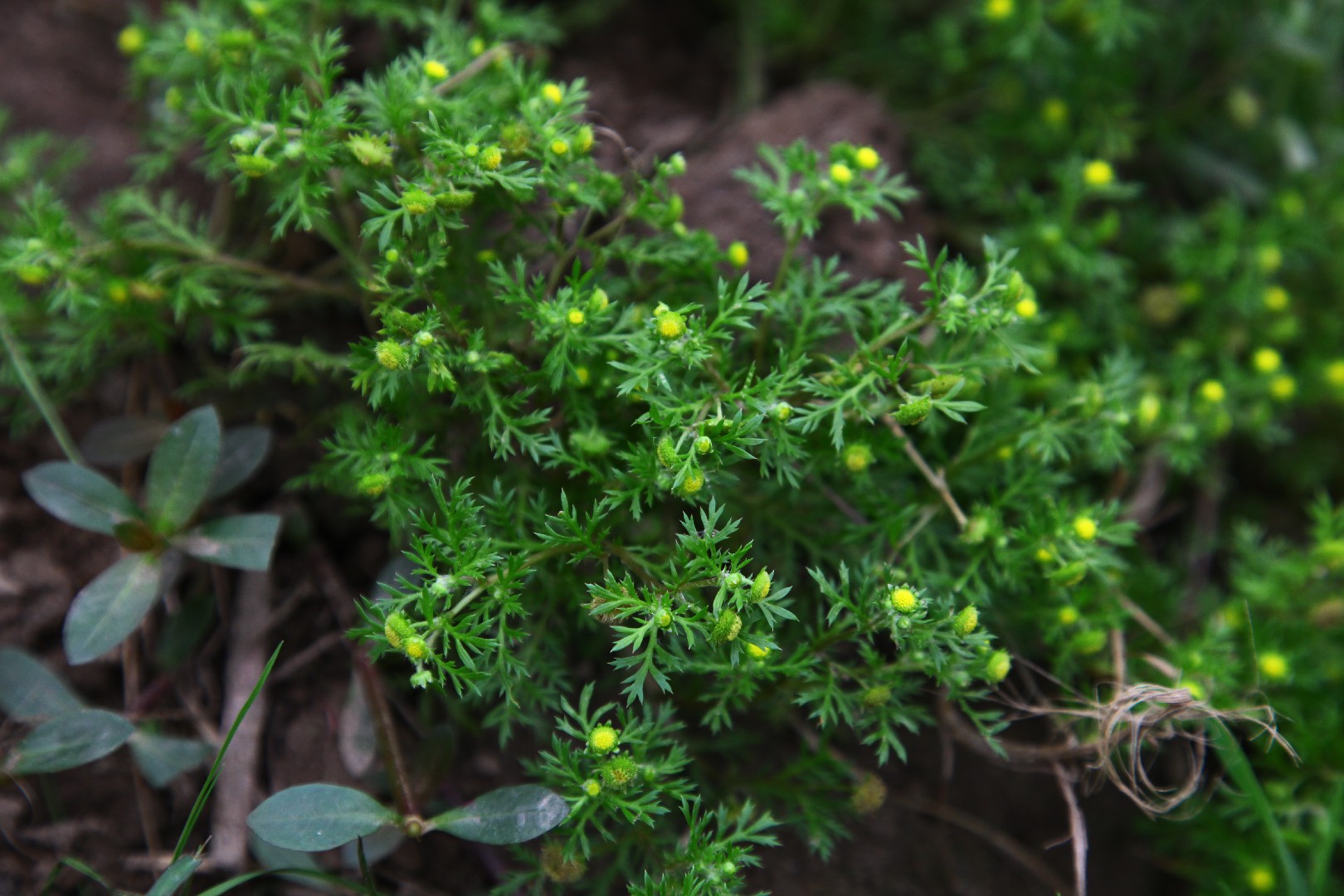 Cotula anthemoides - PictureThis