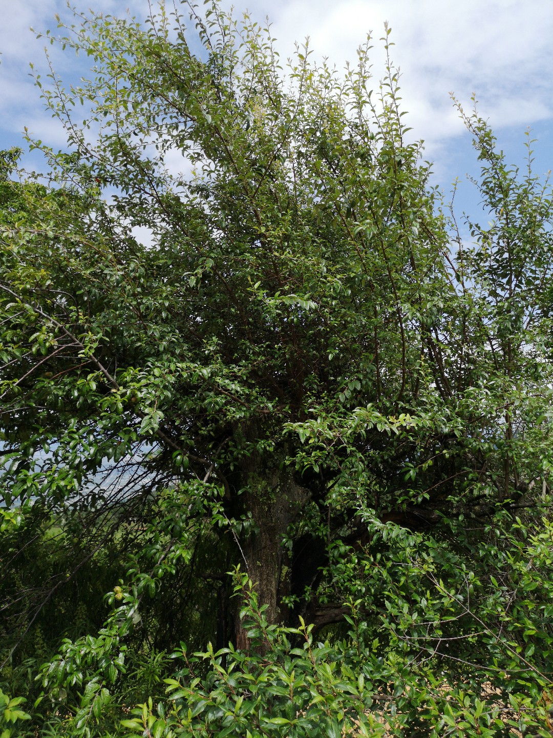 Docynia delavayi - PictureThis