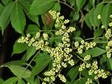 합다리나무 (Meliosma oldhamii) - PictureThis
