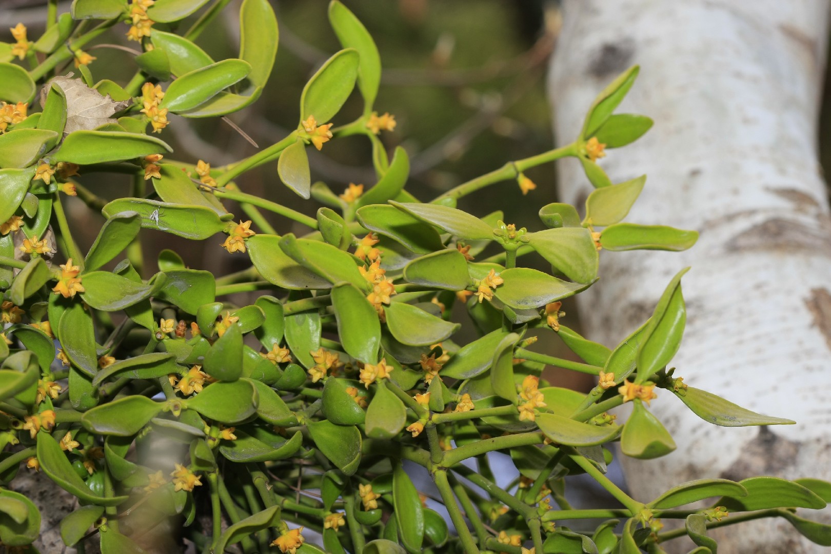 Viscum coloratum - PictureThis