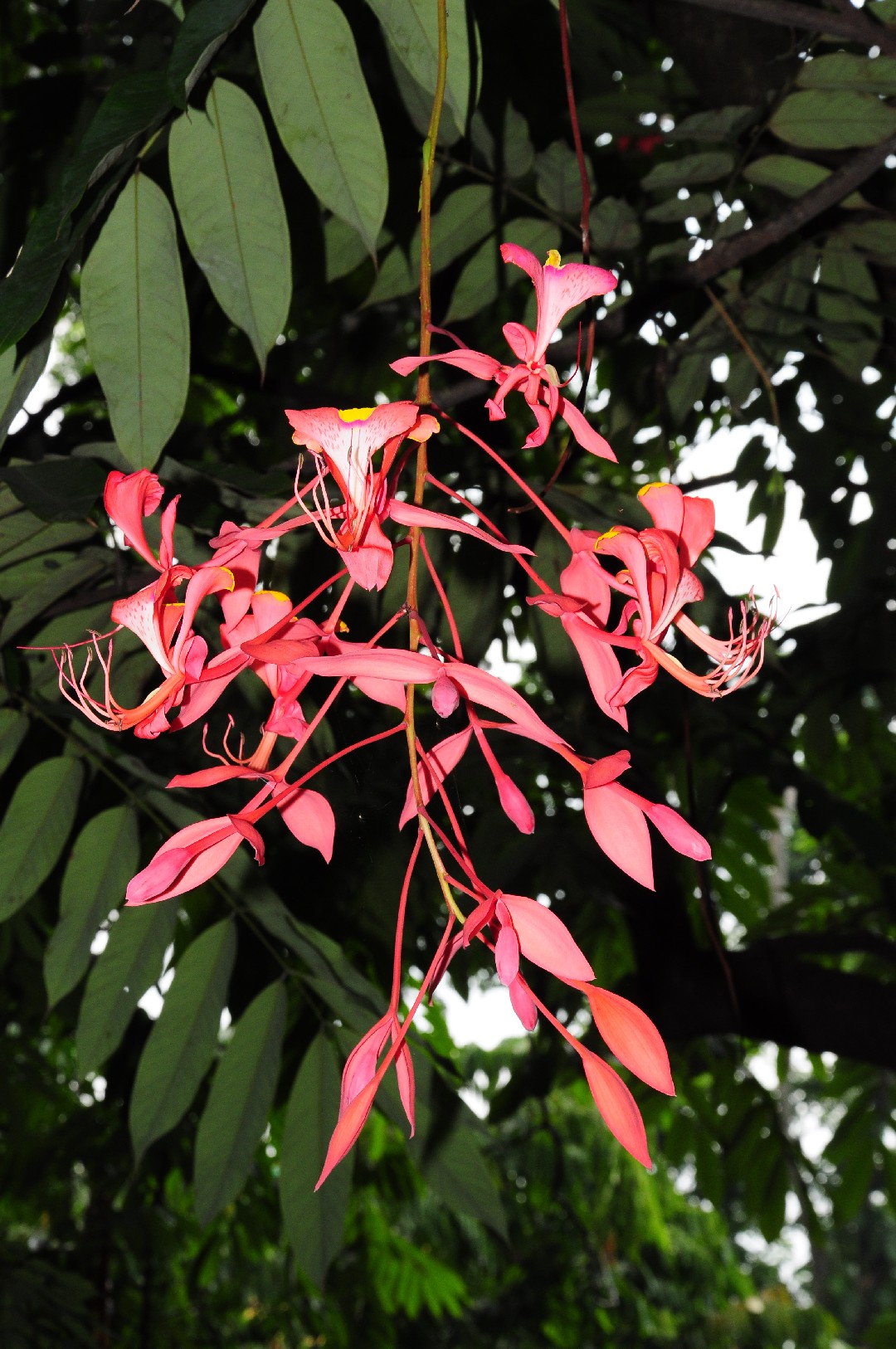 Amherstia nobilis - PictureThis