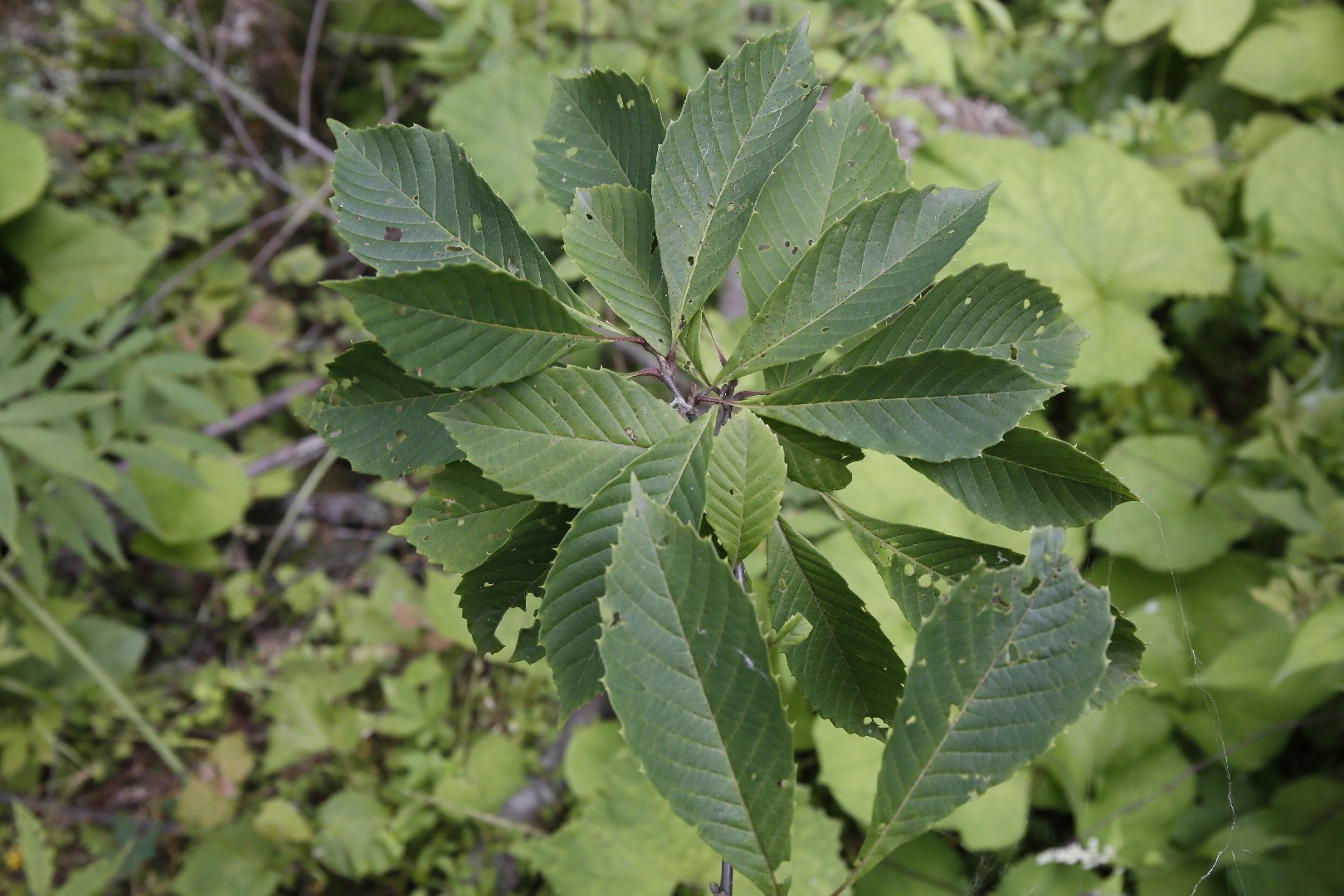 Meliosma cuneifolia - PictureThis