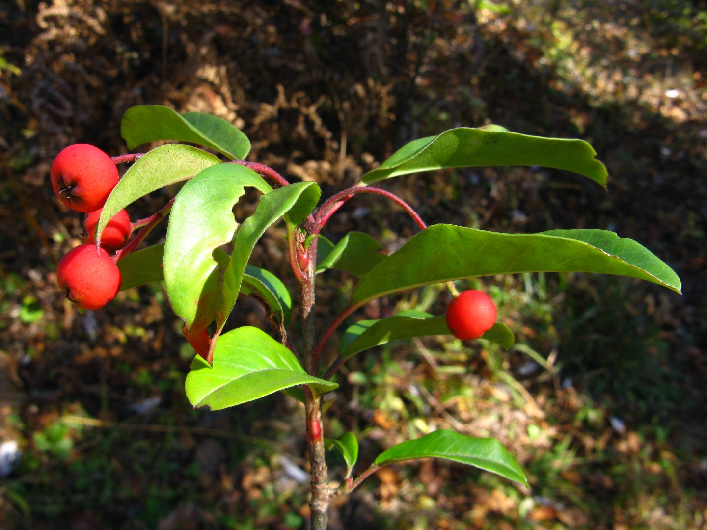 Stranvaesia (Stranvaesia) Flower, Leaf, Care, Uses - PictureThis