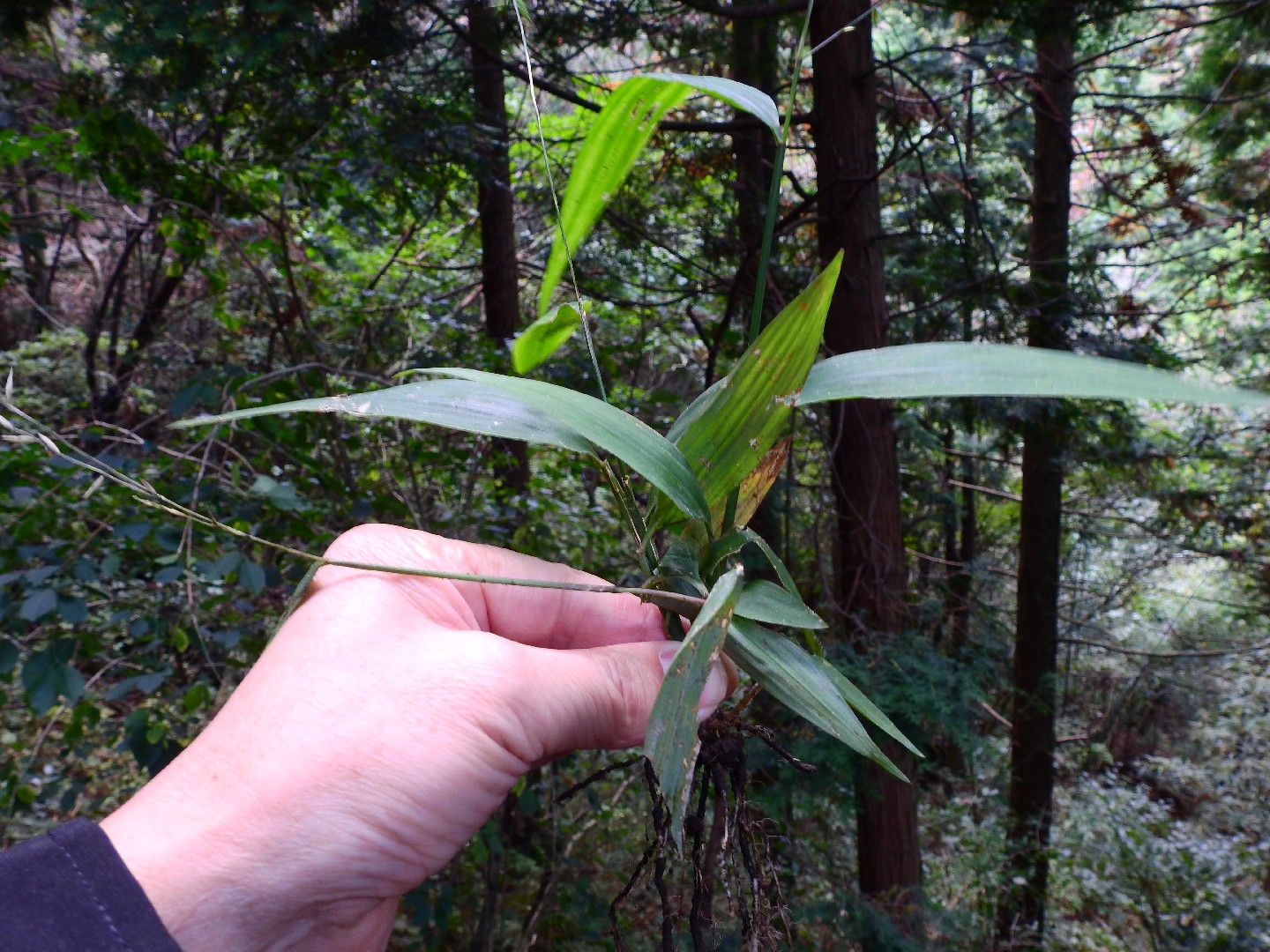 Lophatherum gracile - PictureThis