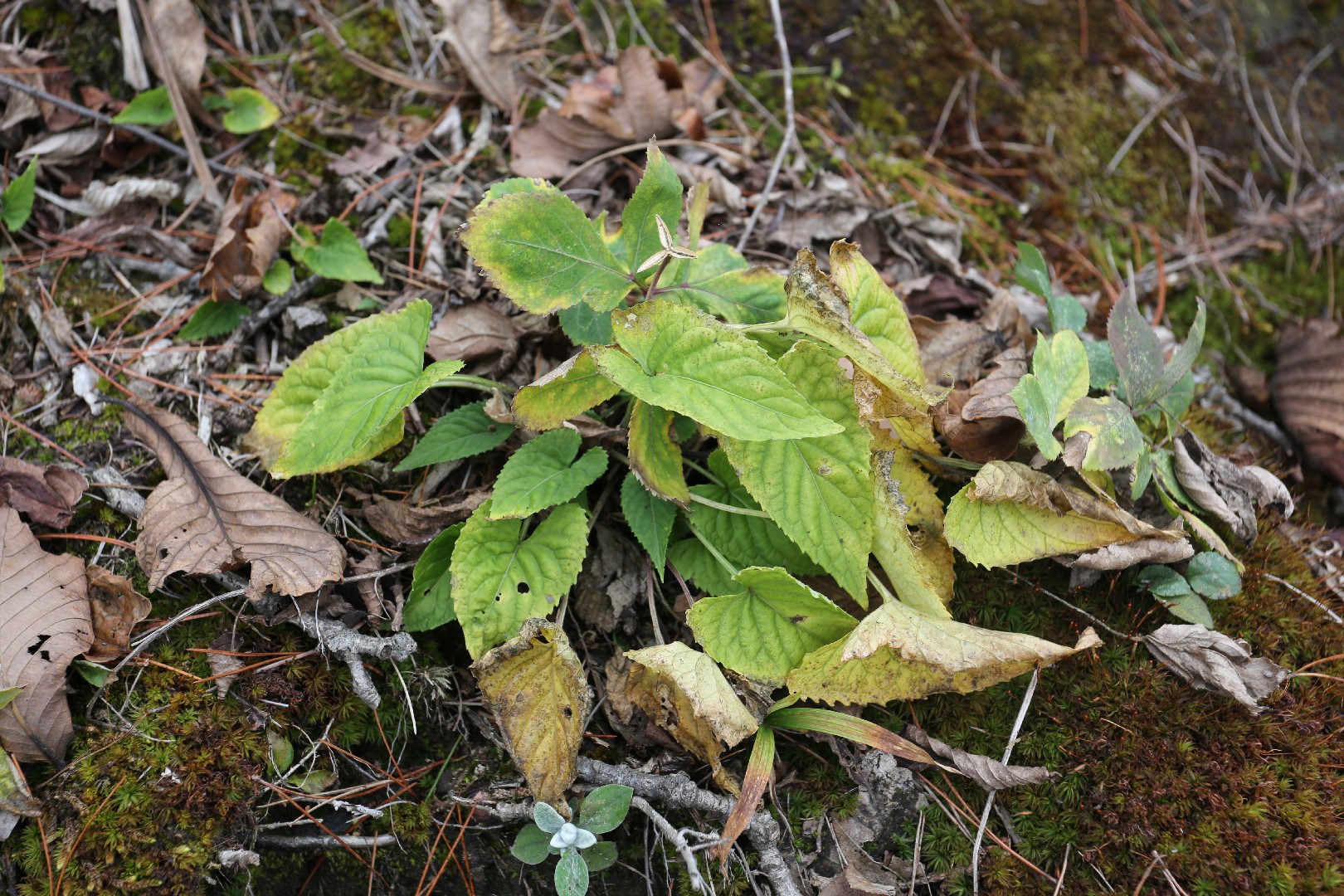 ヒメスミレ（姫菫） (Viola inconspicua) 花言葉，毒性，よくある質問 - PictureThis
