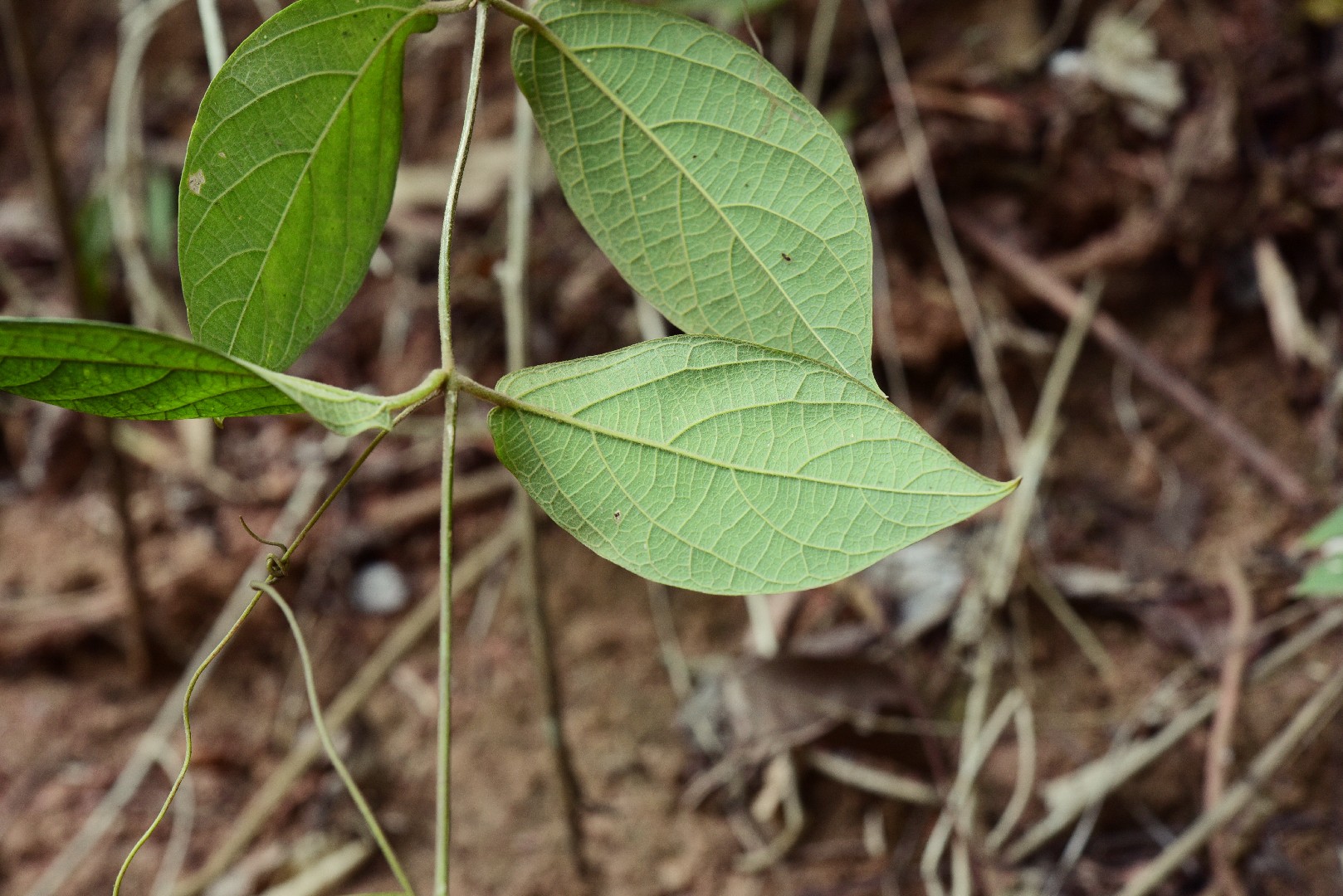 Iodes Care (Watering, Fertilize, Pruning, Propagation) - PictureThis