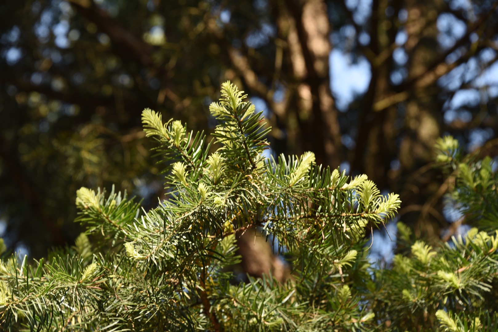 Keteleeria Care (Watering, Fertilize, Pruning, Propagation) - PictureThis