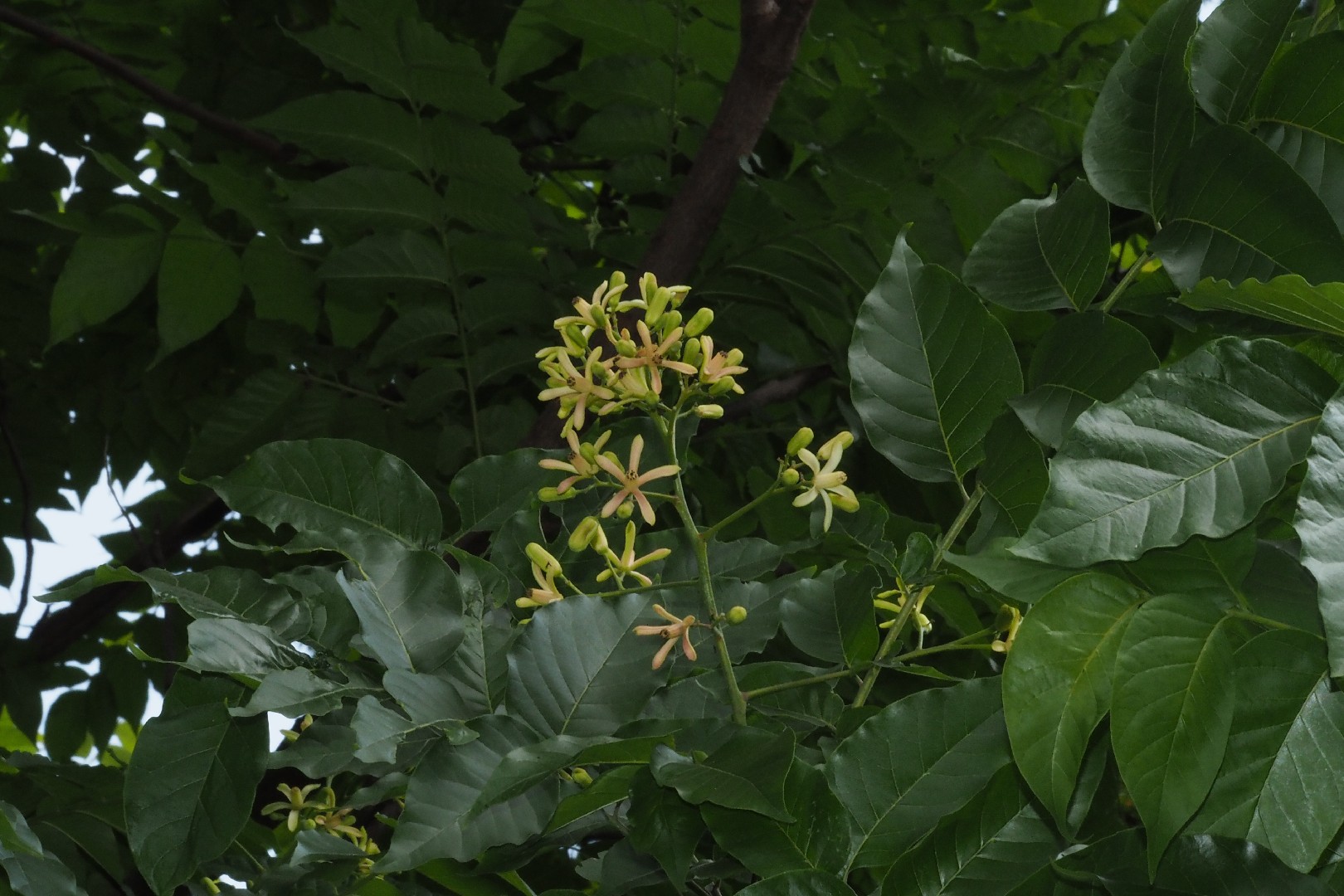 Chukrasia tabularis - PictureThis