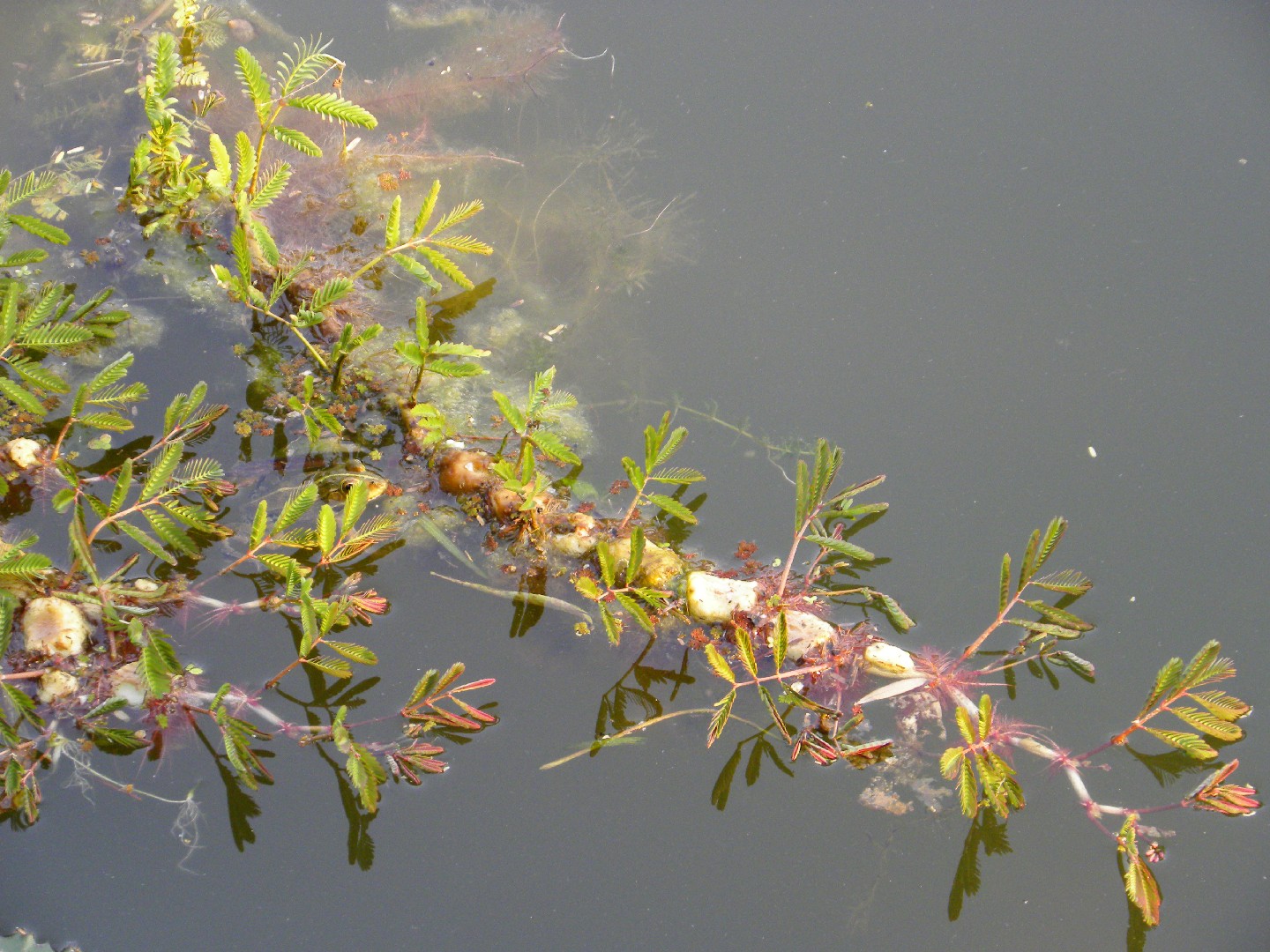 Dormidera aquática (Neptunia oleracea) - PictureThis