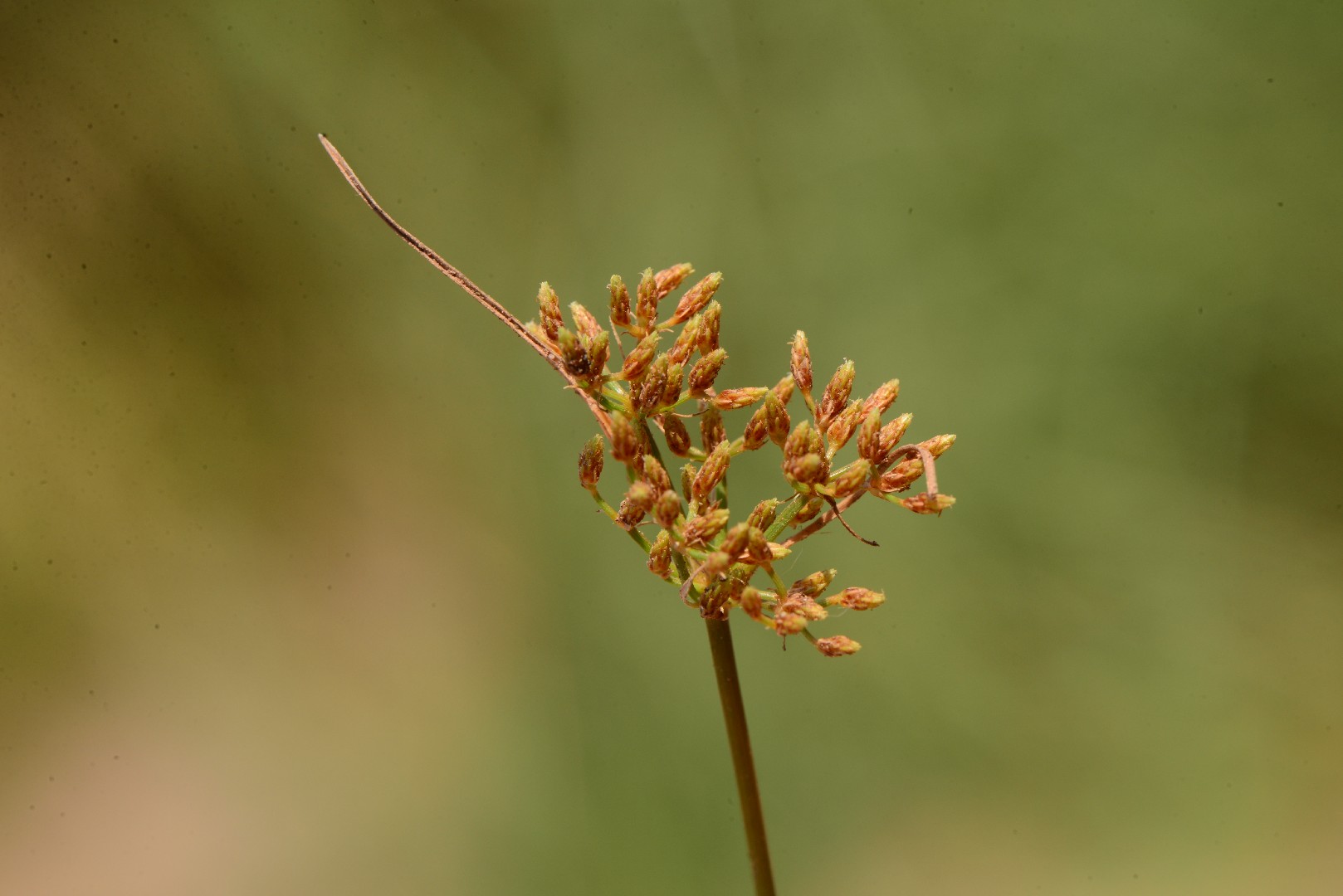 Forked fimbry (Fimbristylis dichotoma) Flower, Leaf, Care, Uses ...