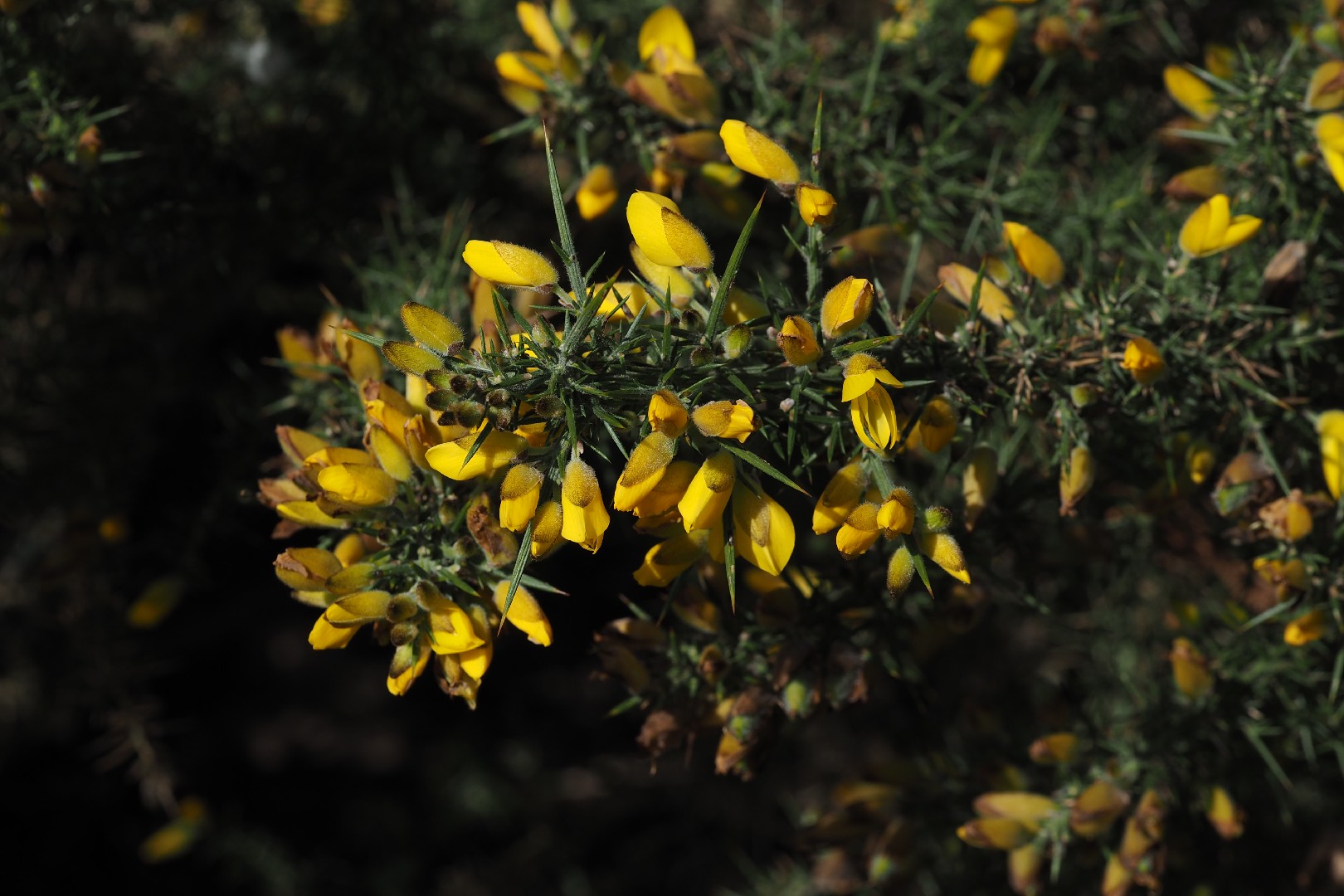 Tojo (Ulex gallii) - PictureThis
