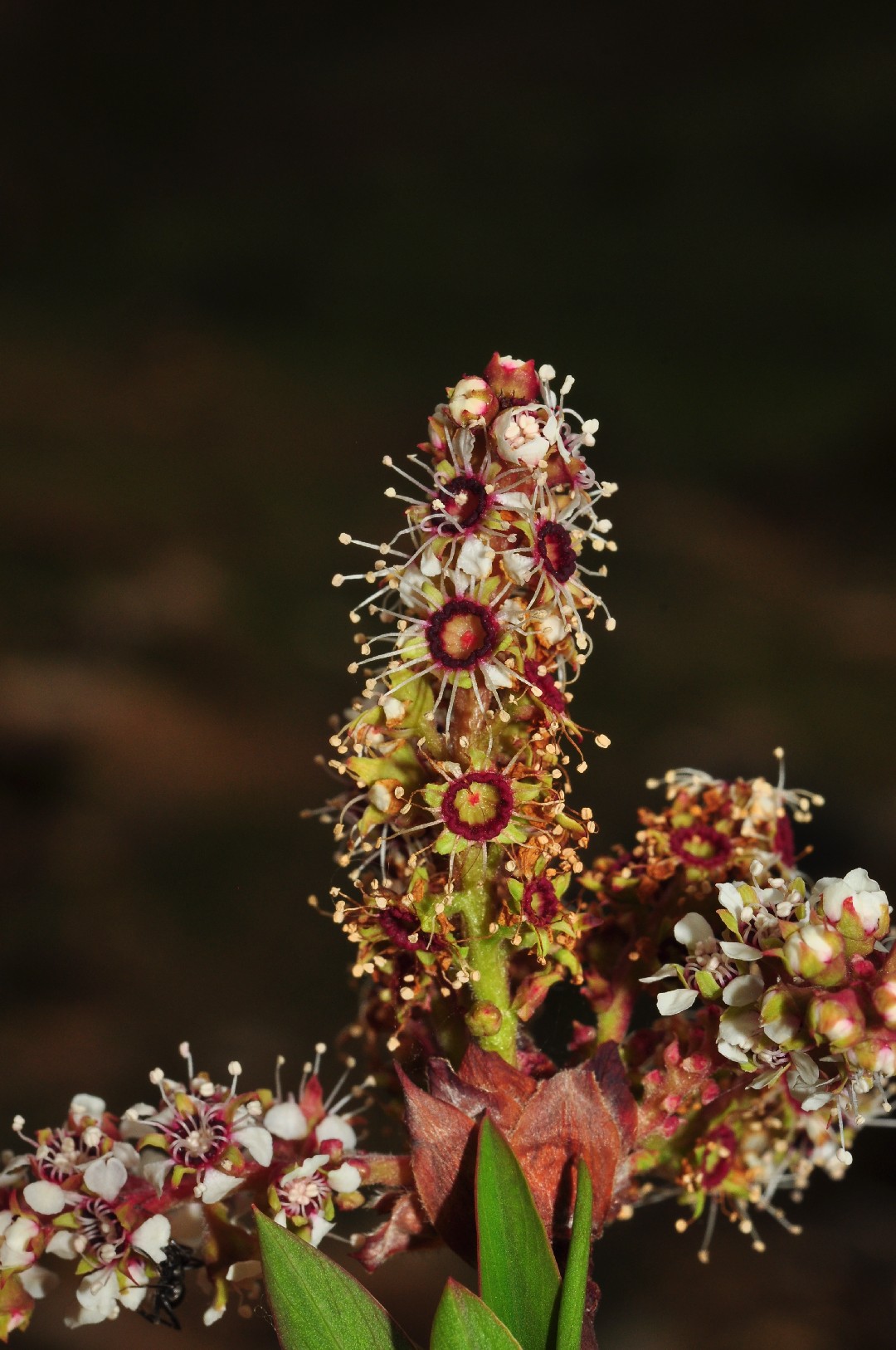 Siberian spirea (Sibiraea laevigata) Flower, Leaf, Care, Uses - PictureThis