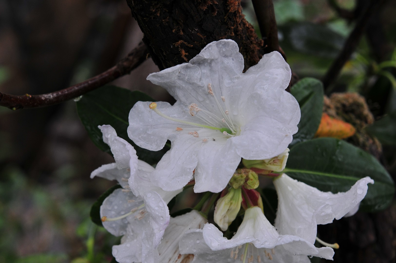 Rhododendron decorum - PictureThis