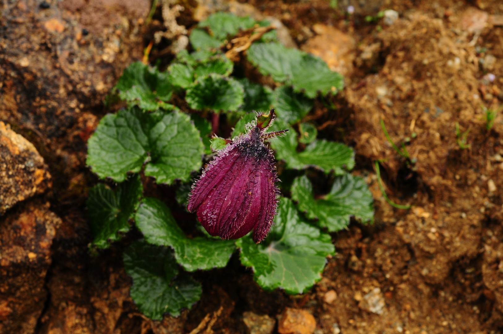 Cremanthodium campanulatum Flower, Leaf, Care, Uses - PictureThis