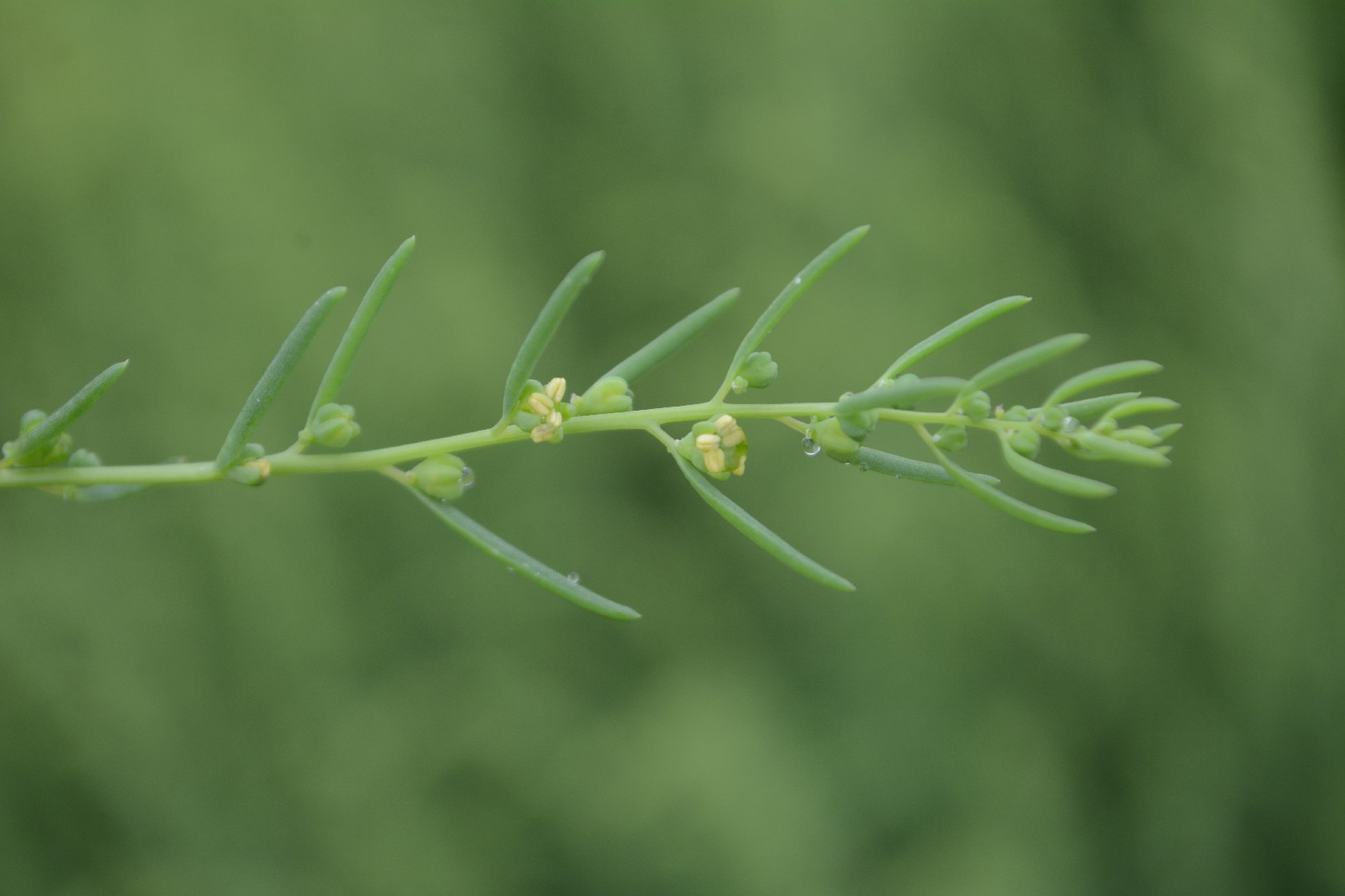 Suaeda glauca - PictureThis