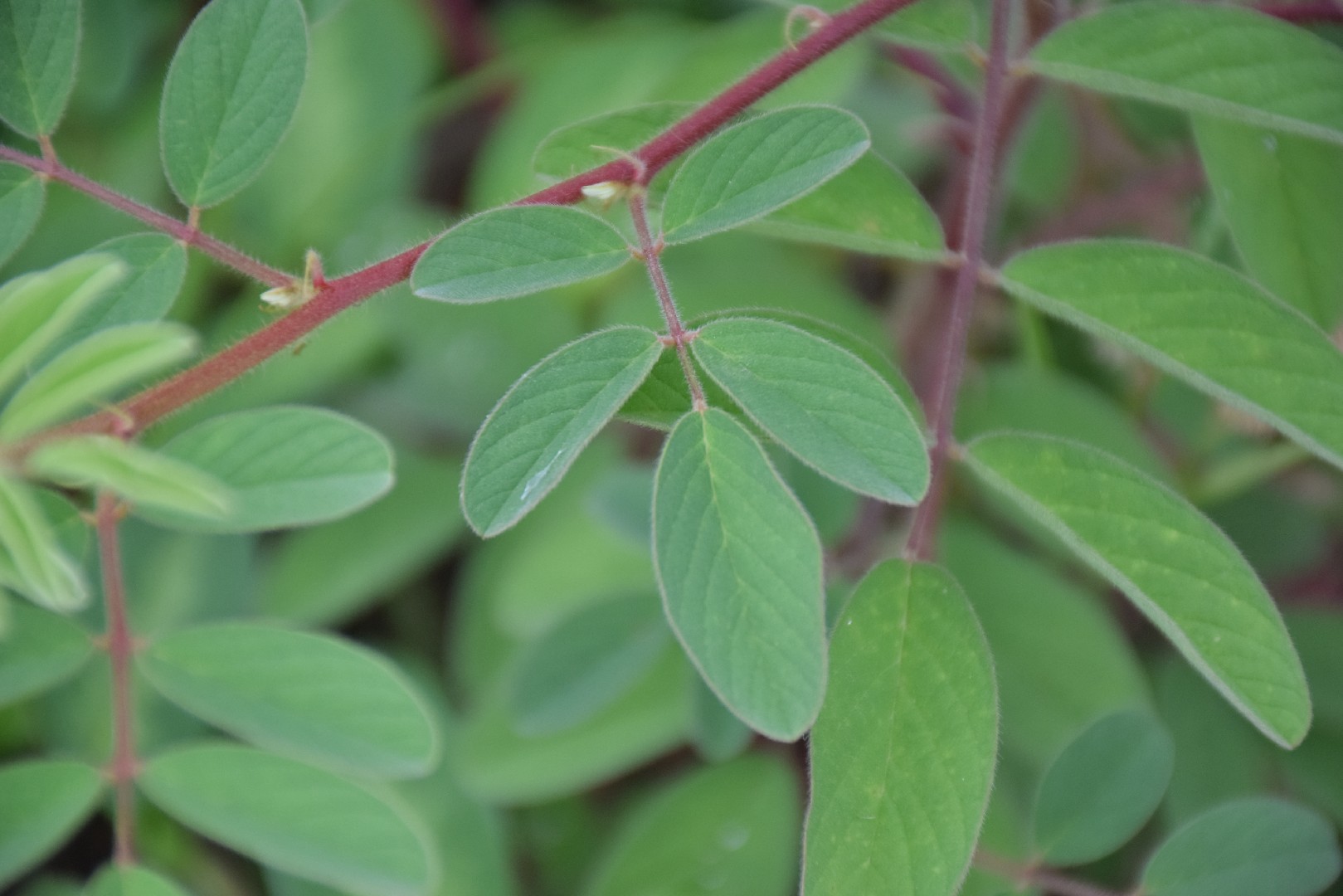 Hairy indigo (Indigofera hirsuta) Flower, Leaf, Care, Uses - PictureThis