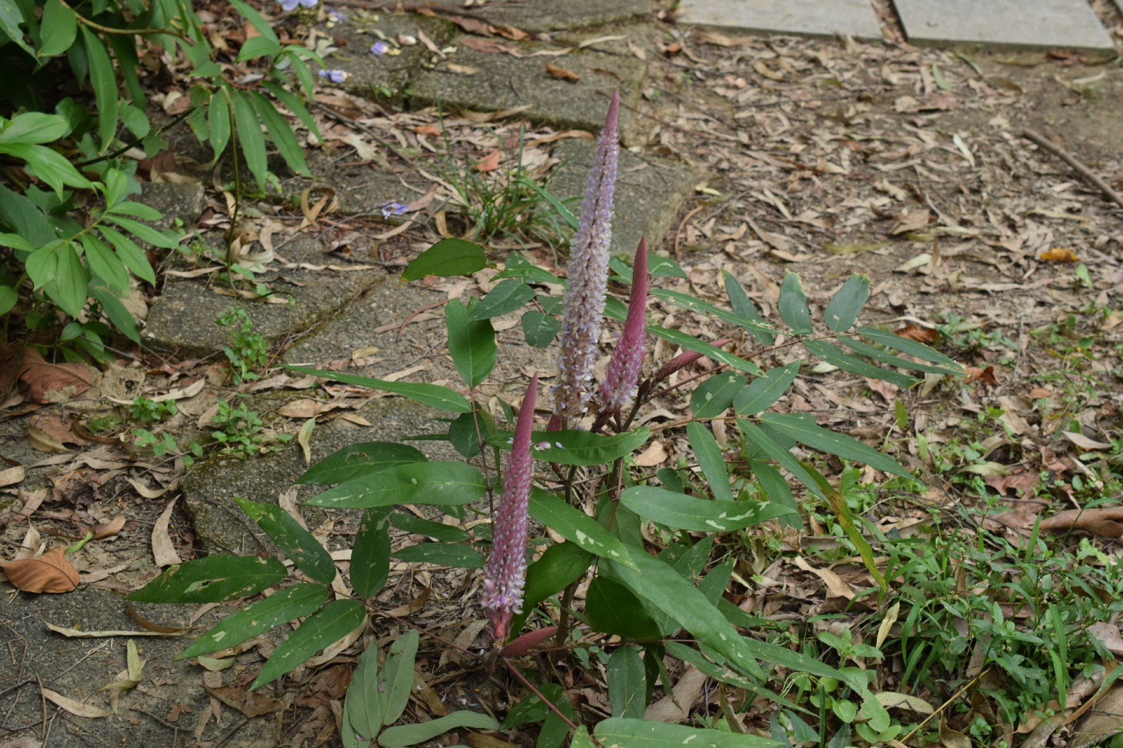 Uraria crinita - PictureThis