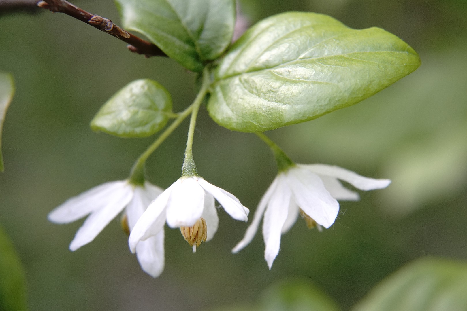 Jack tree (Sinojackia xylocarpa) Flower, Leaf, Care, Uses - PictureThis