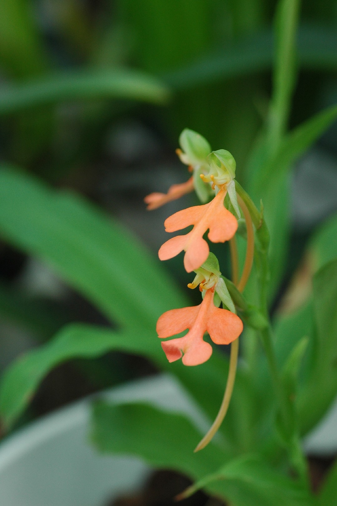 Habenaria rhodocheila - PictureThis