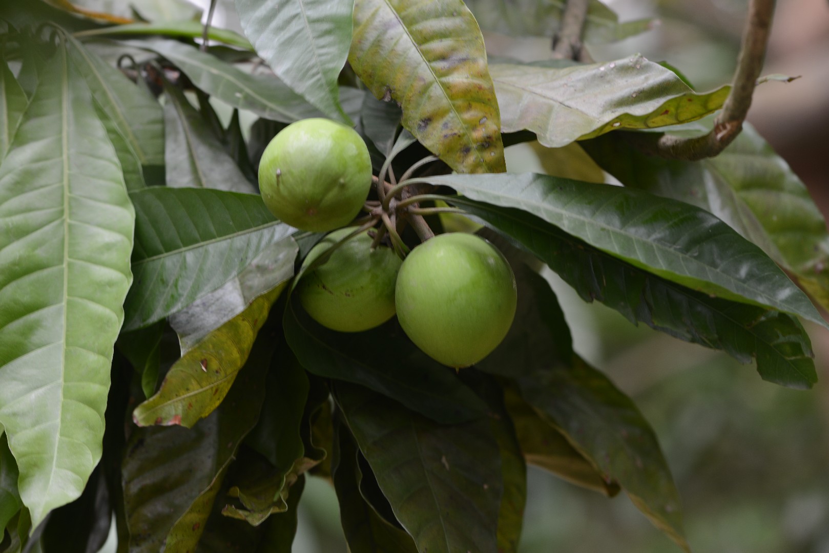 Pouteria - PictureThis