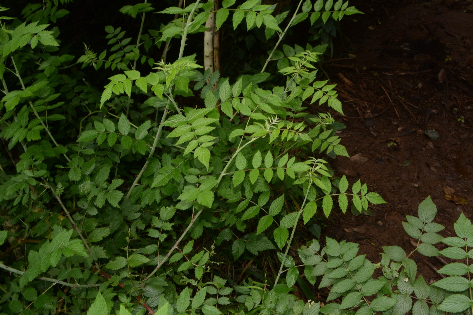 Rubus amabilis - PictureThis