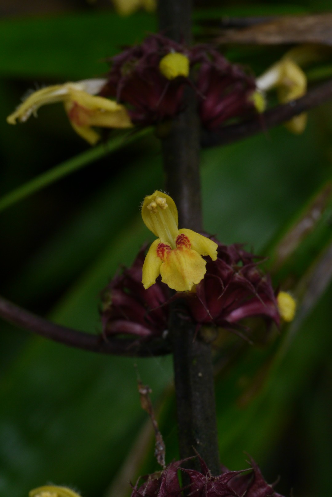 Paraphlomis Care (Watering, Fertilize, Pruning, Propagation) - PictureThis