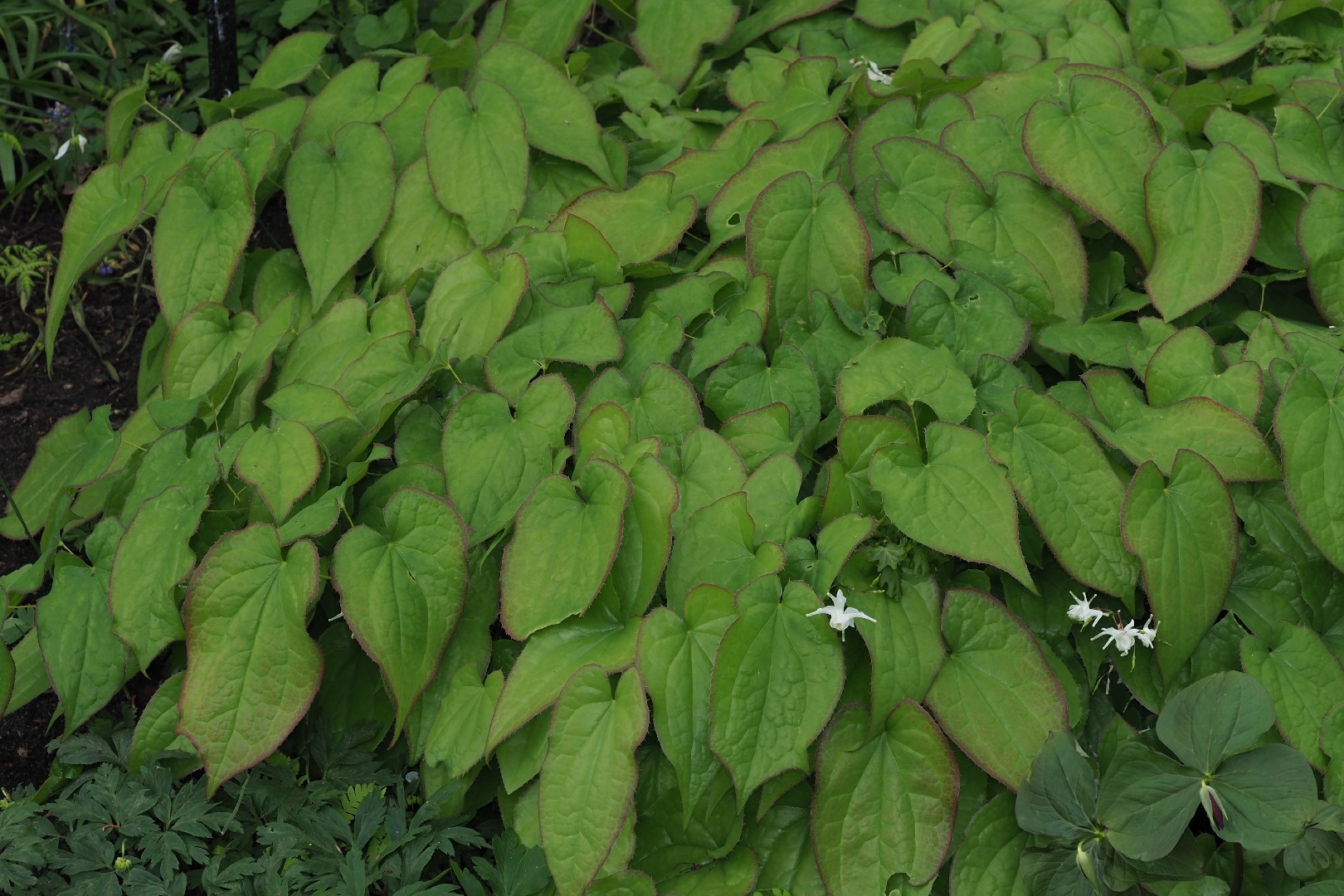 Epimedium sempervirens - PictureThis