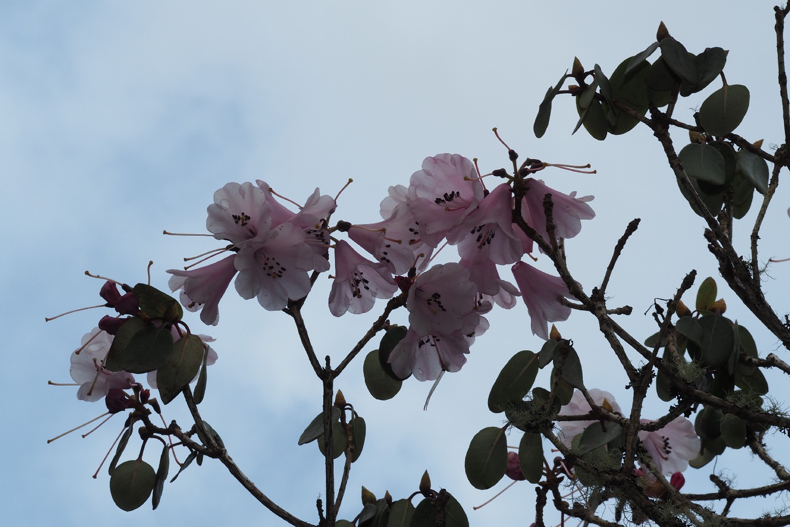 Rhododendron oreodoxa - PictureThis