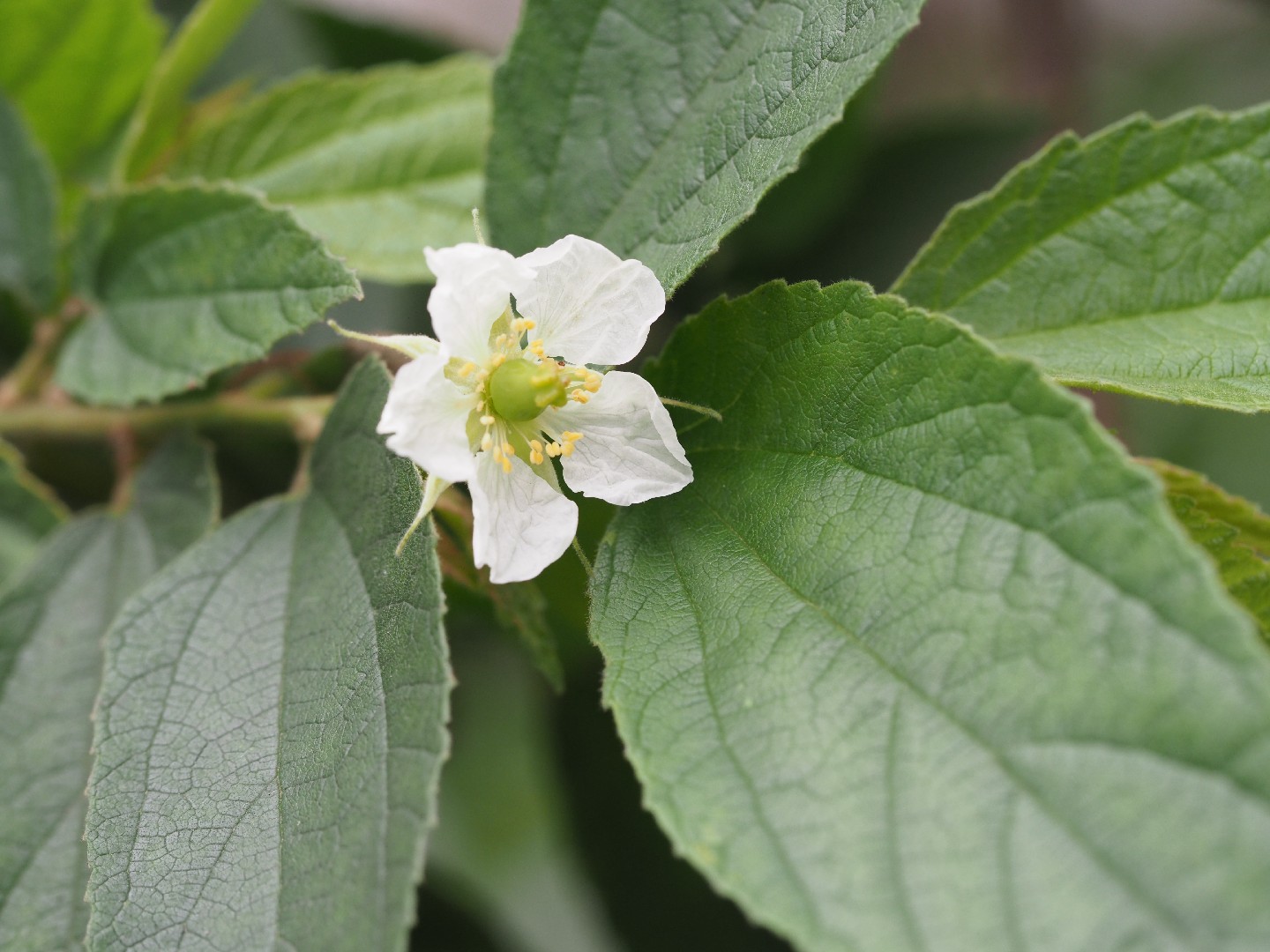 Muntingia Flower, Leaf, Care, Uses - PictureThis