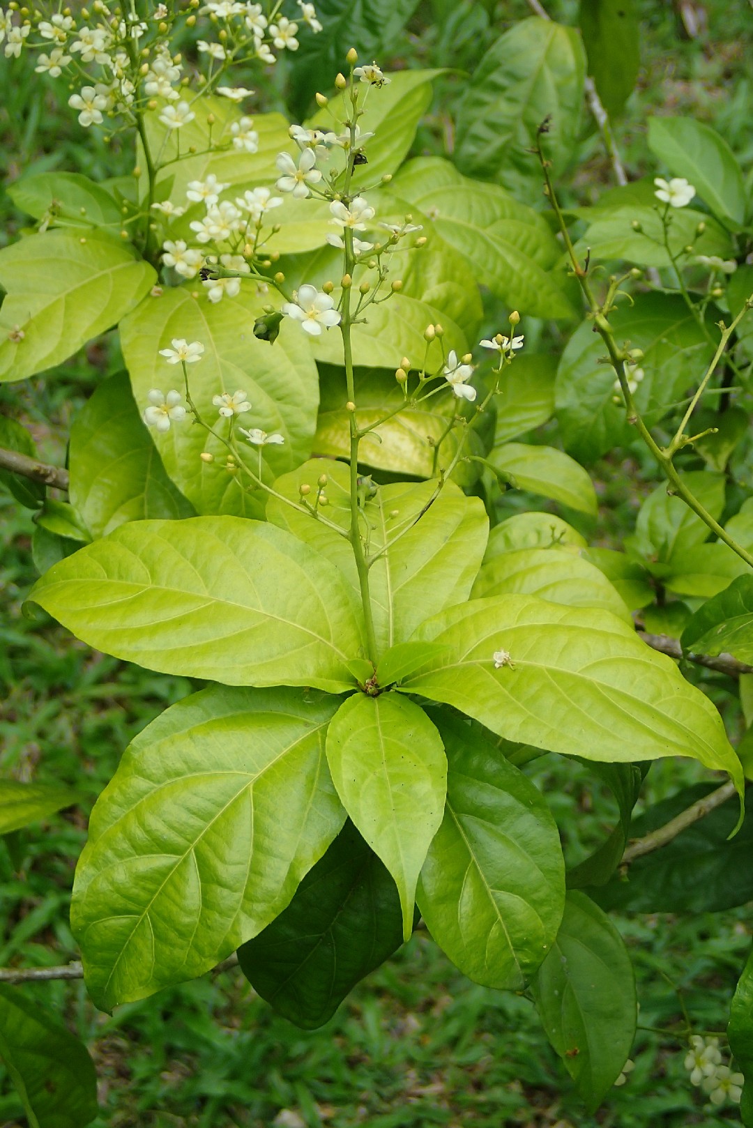 Trigonostemon Care (Watering, Fertilize, Pruning, Propagation ...