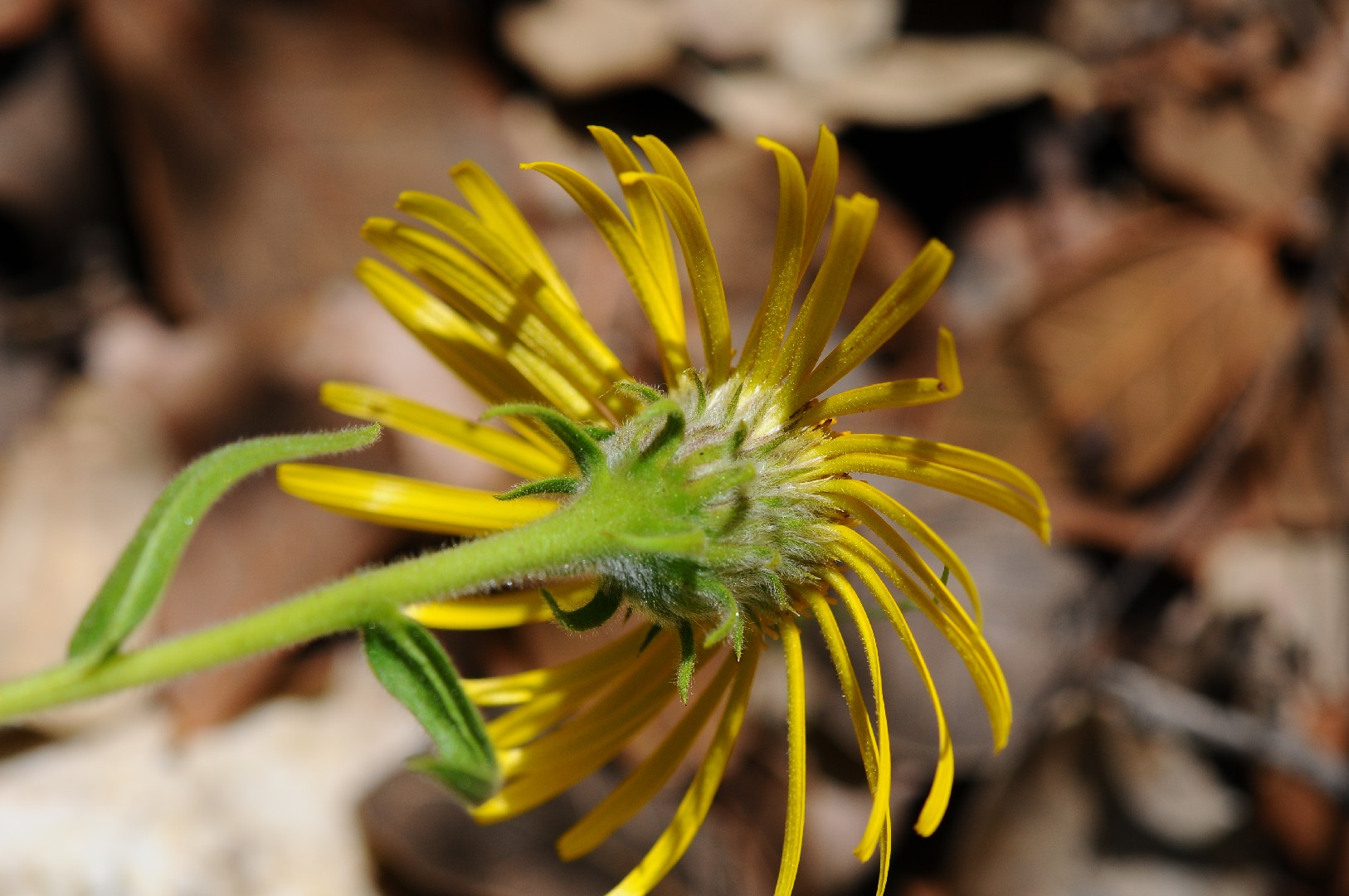 Pulicaria insignis - PictureThis