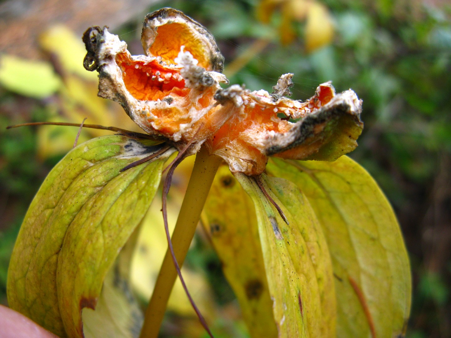 Paris polyphylla - PictureThis