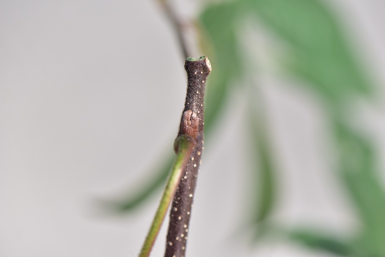 Tetradium ruticarpum - PictureThis