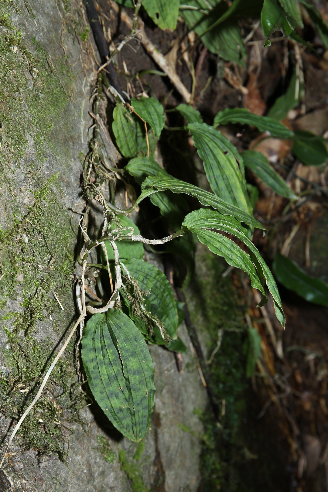 Taiwan collabium (Collabium formosanum) Flower, Leaf, Care, Uses ...