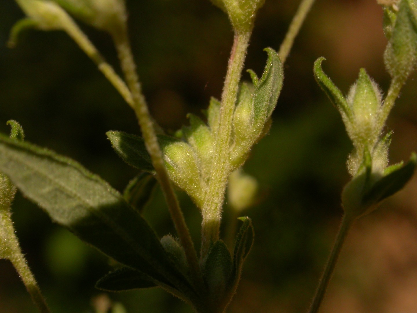 Russian pigweed (Axyris amaranthoides) Flower, Leaf, Care, Uses ...