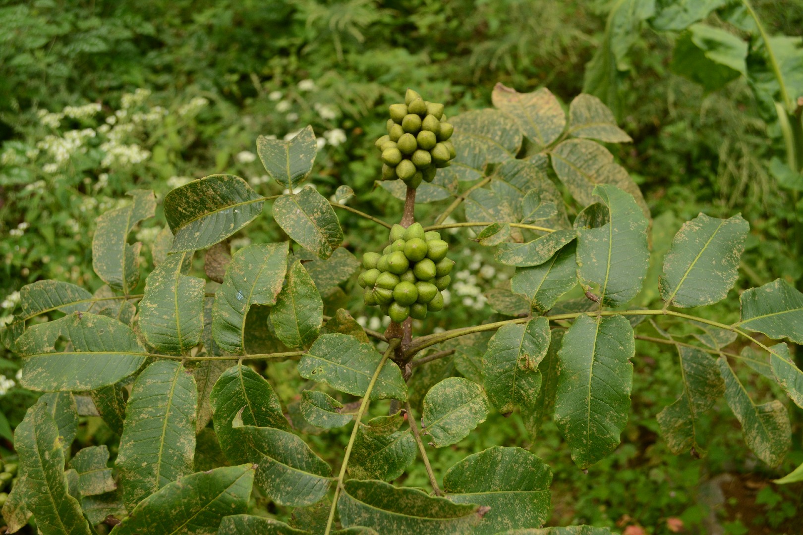 chinese corktree Care (Watering, Fertilize, Pruning, Propagation ...