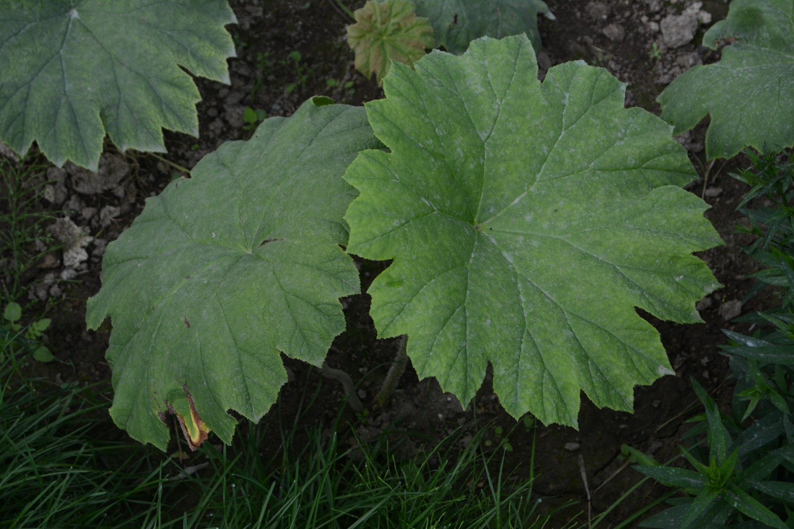 Tafelblatt (Astilboides tabularis) - PictureThis