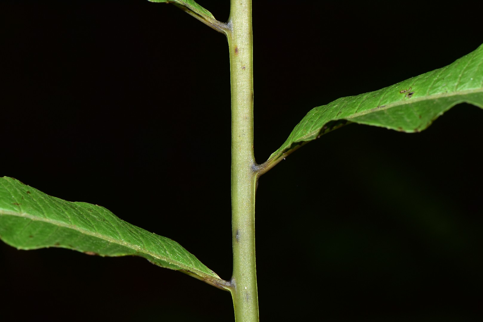 Pronephrium penangianum - PictureThis