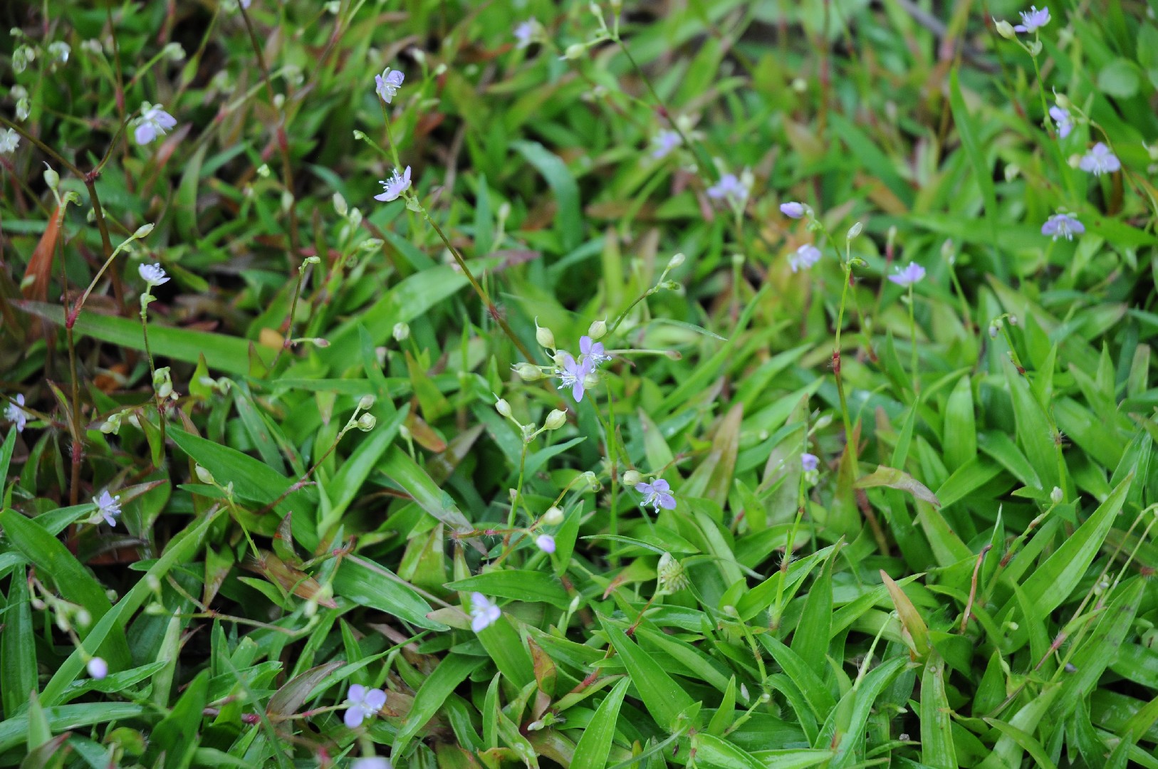 Nakedstem dewflower (Murdannia nudiflora) Flower, Leaf, Care, Uses ...