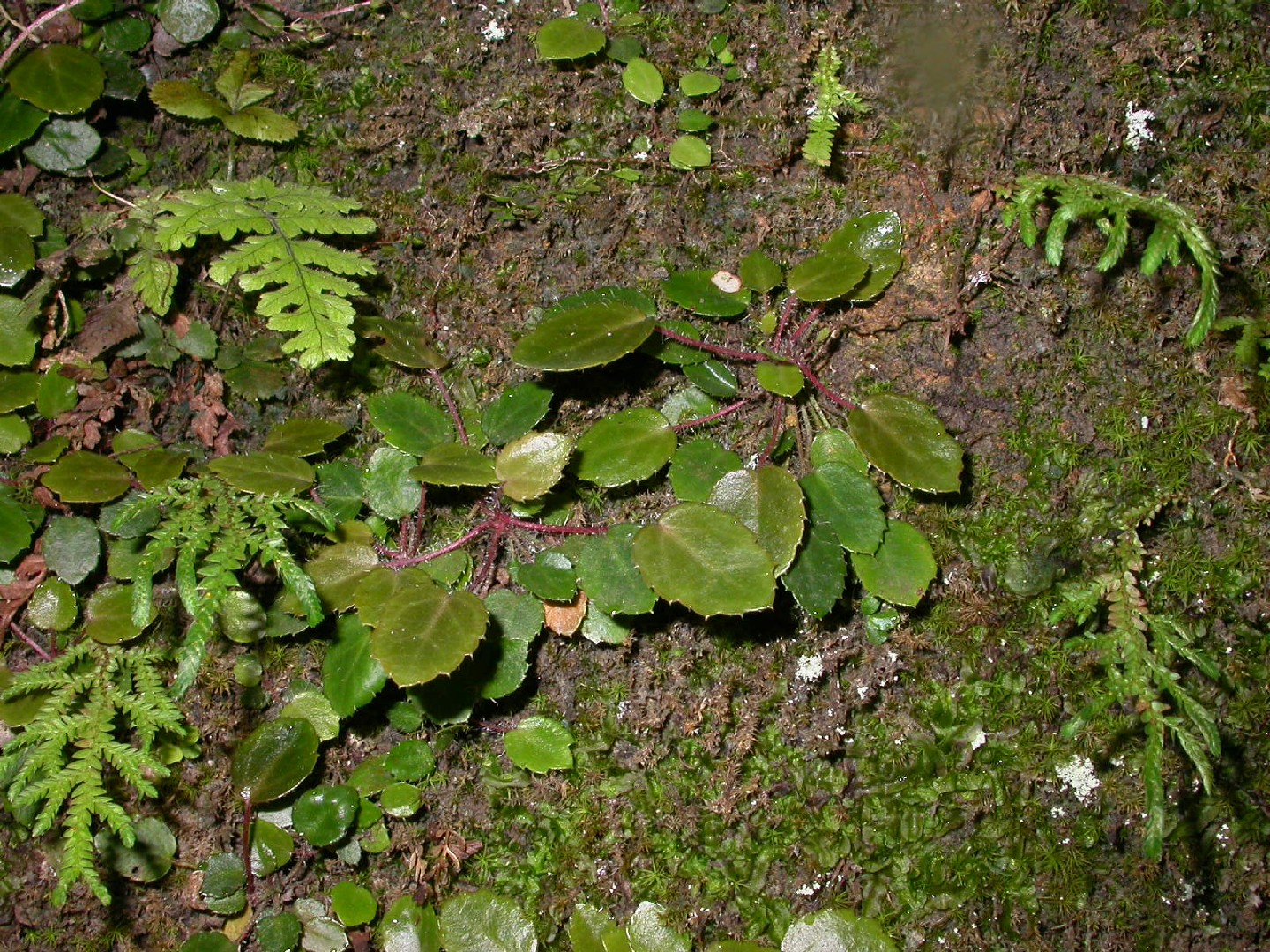 Flor de espuma japonesa (Tanakaea radicans) - PictureThis