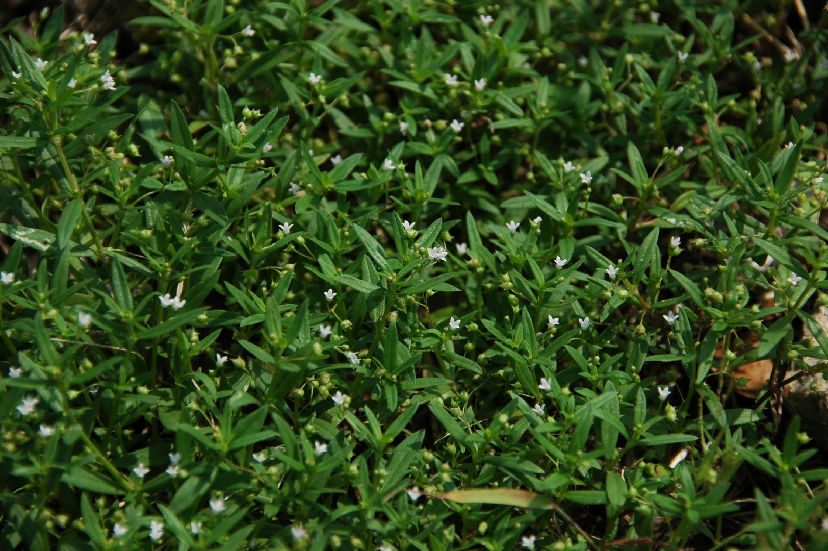 Rumput Mutiara (Oldenlandia corymbosa) - PictureThis